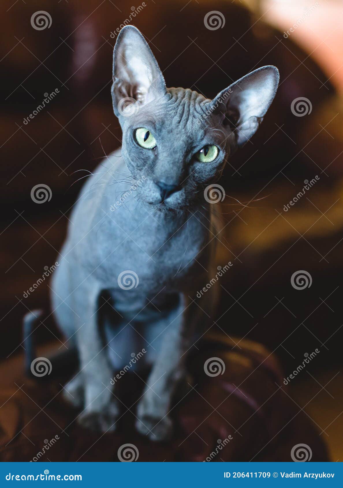 Sphinx Cat is Sitting on the Floor Looking Forward Stock Image - Image ...