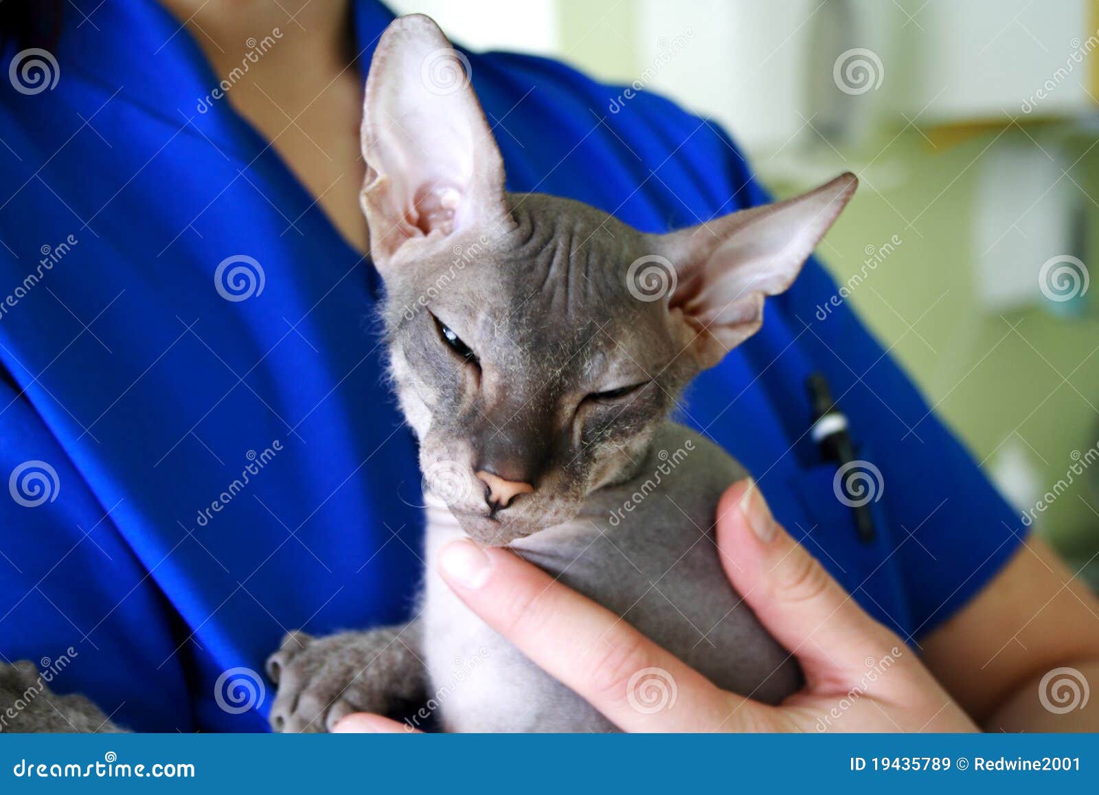 Sphinx Cat Sitting on the Veterinary Hands Stock Image - Image of ...
