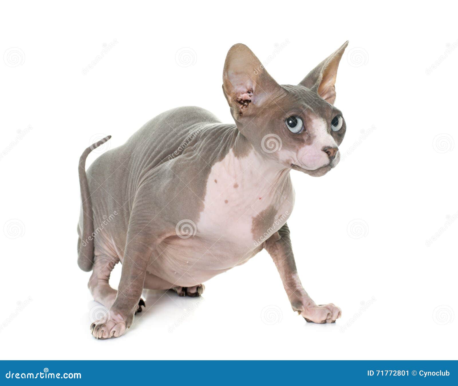 Sphinx cat in studio stock image. Image of white, animal - 71772801