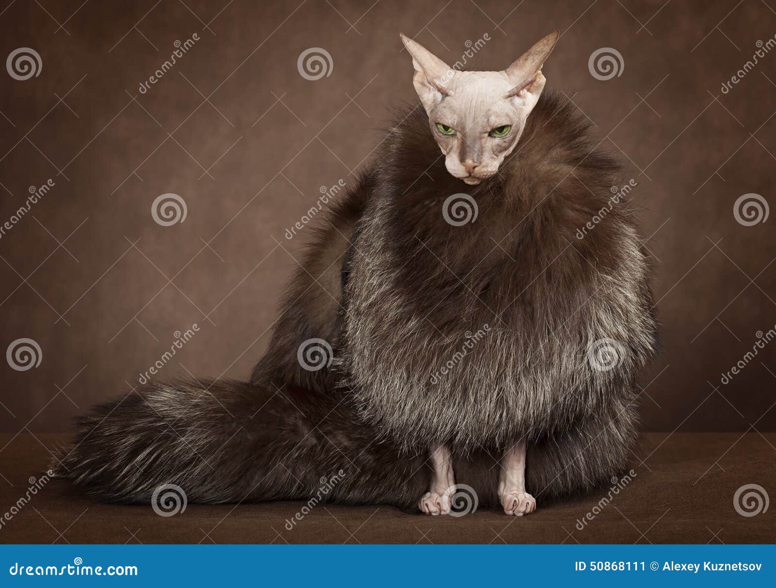 Sphinx Cat Wearing a Coat with Fur Stock Image - Image of adult, nature ...