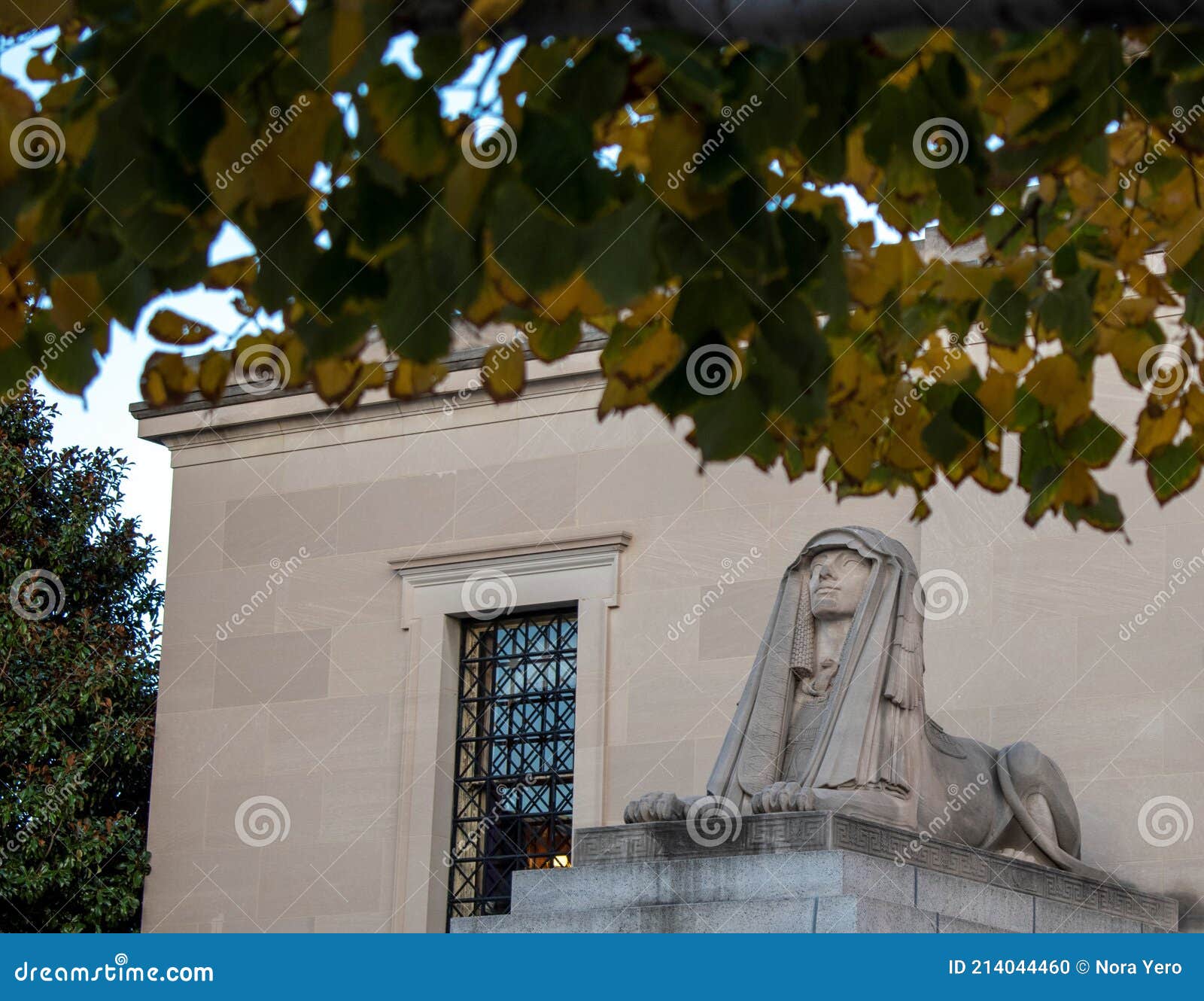 Sphinx Color Set Sail Champagne with Elegant Pose Stock Photo - Image ...