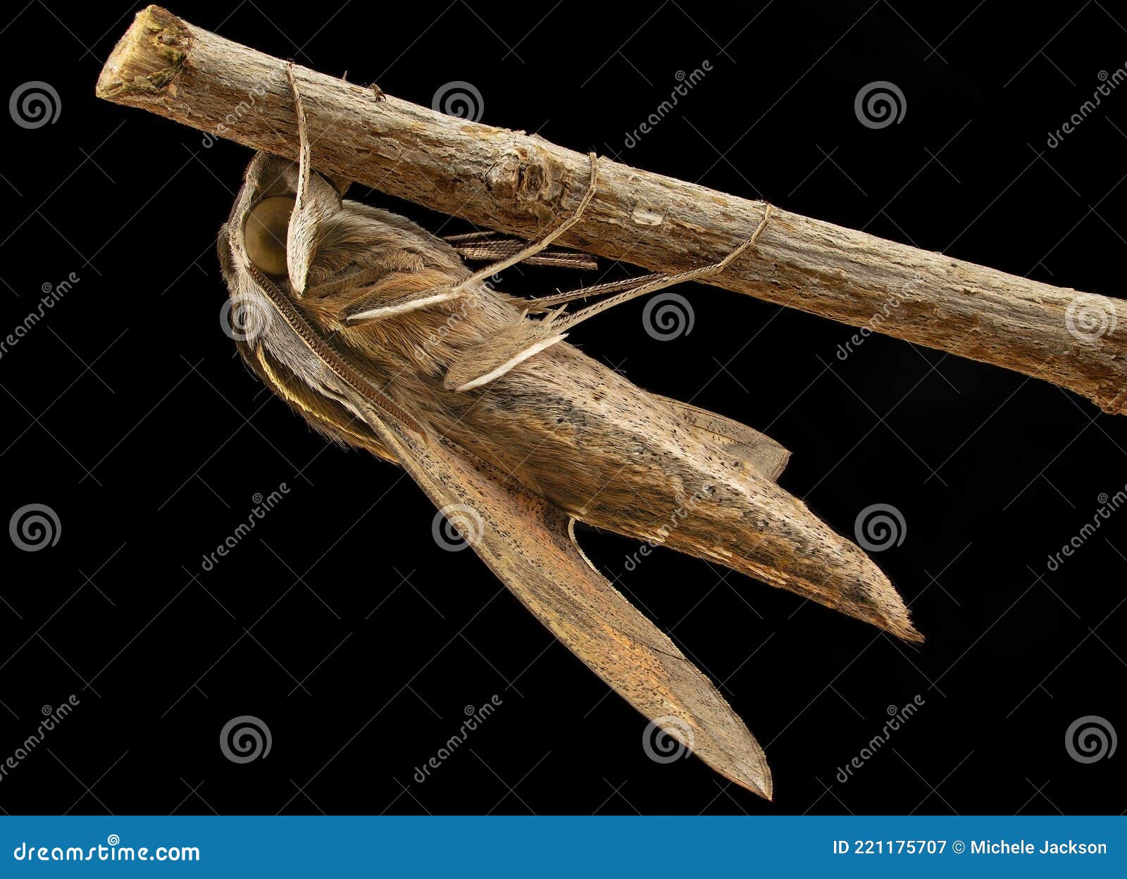 Sphinx or Hawk Moth Macro Side View Stock Image - Image of species ...