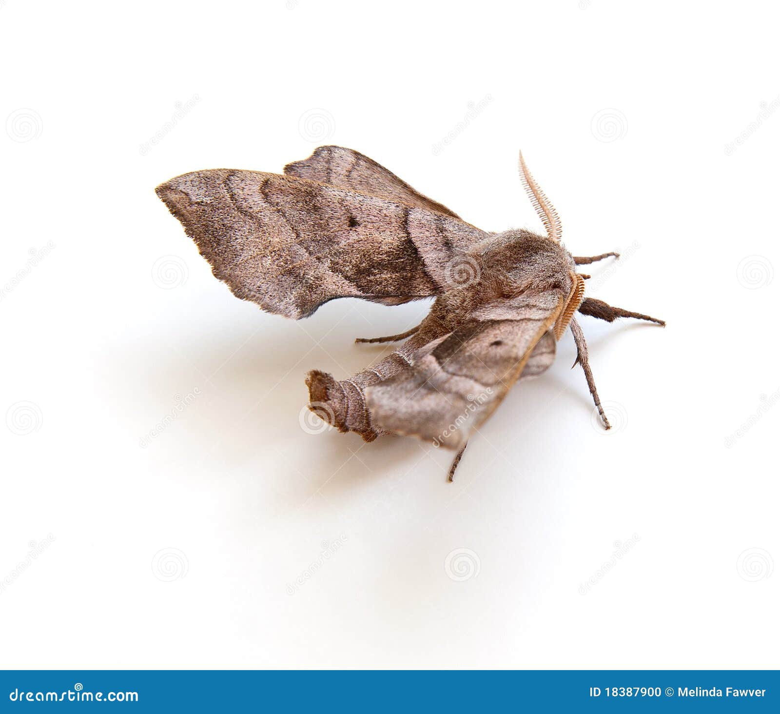 Sphinx Moth Sphingidae Preparing To Molt Stock Photo | CartoonDealer ...