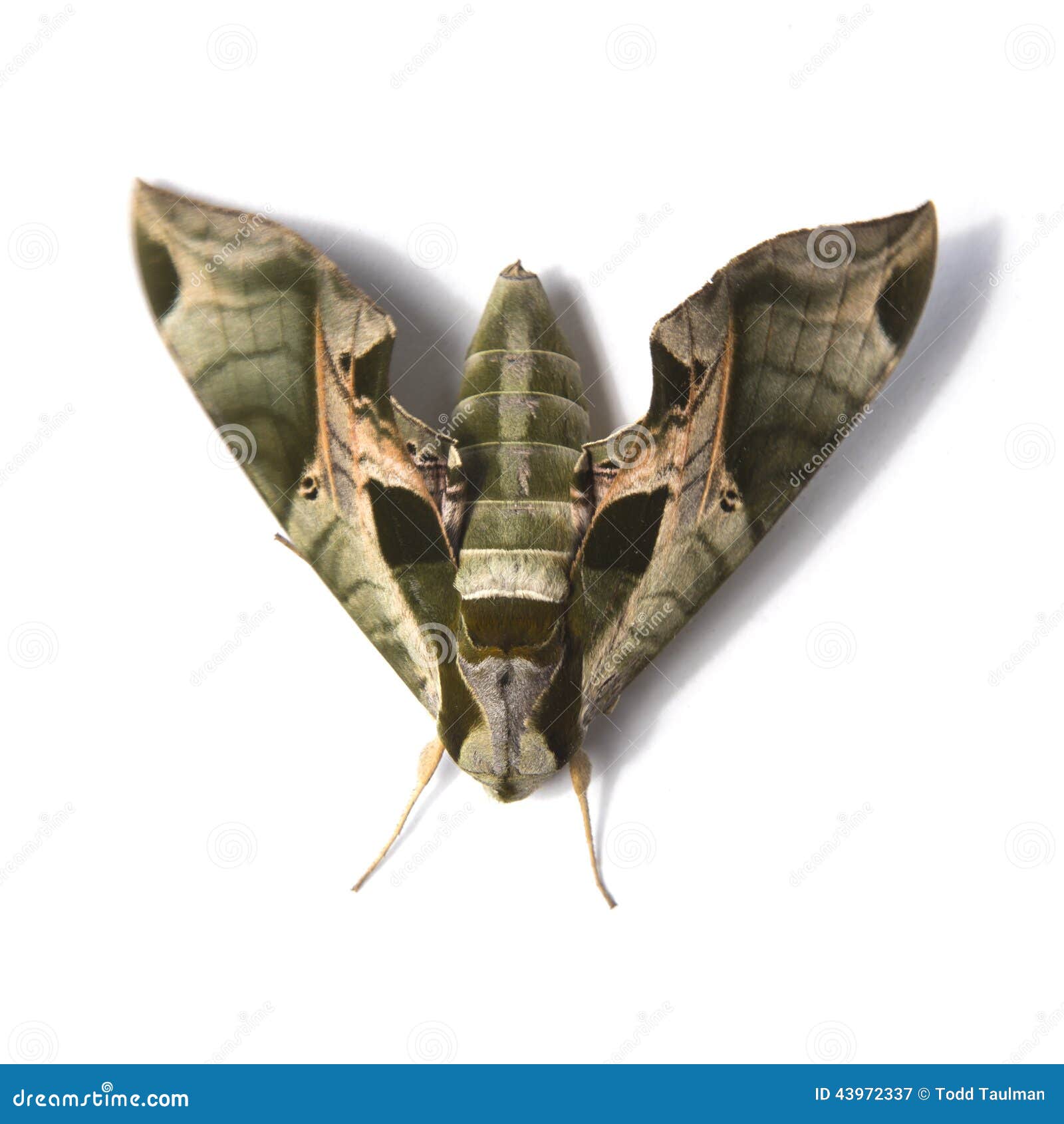 Ash Sphinx Moth Royalty-Free Stock Photography | CartoonDealer.com ...