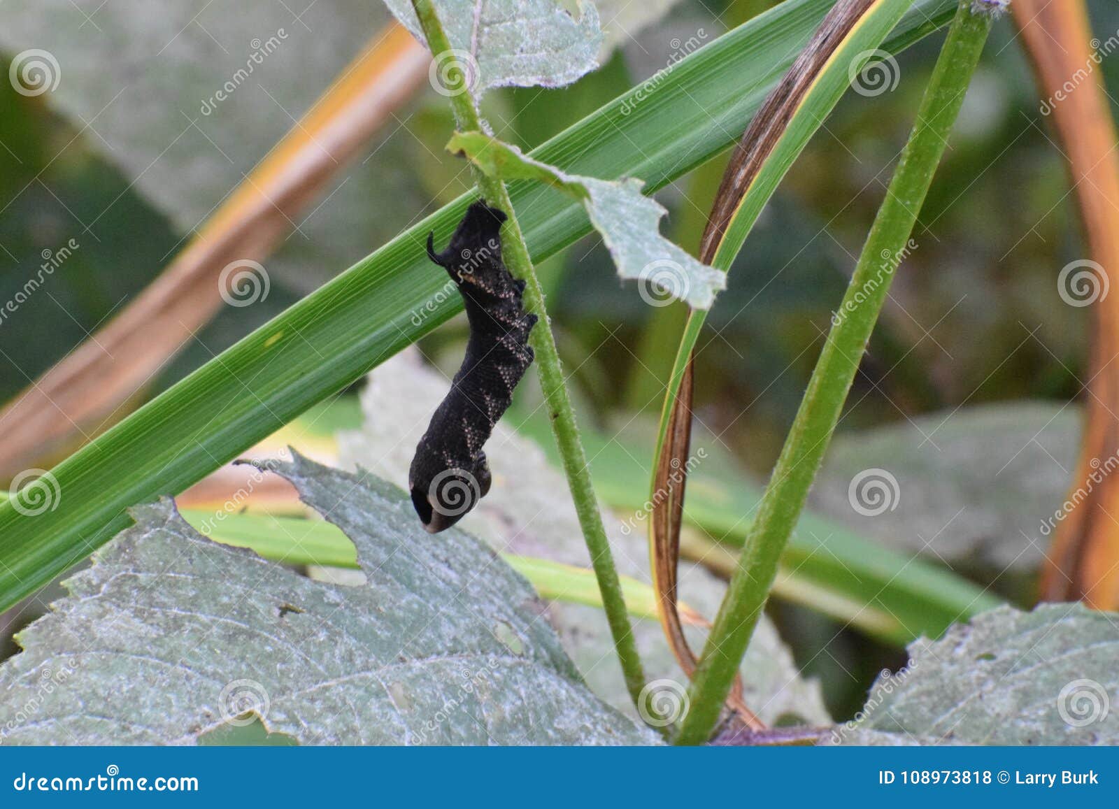 Sphinx Moth Sphingidae Preparing To Molt Stock Photo - Image of ready ...