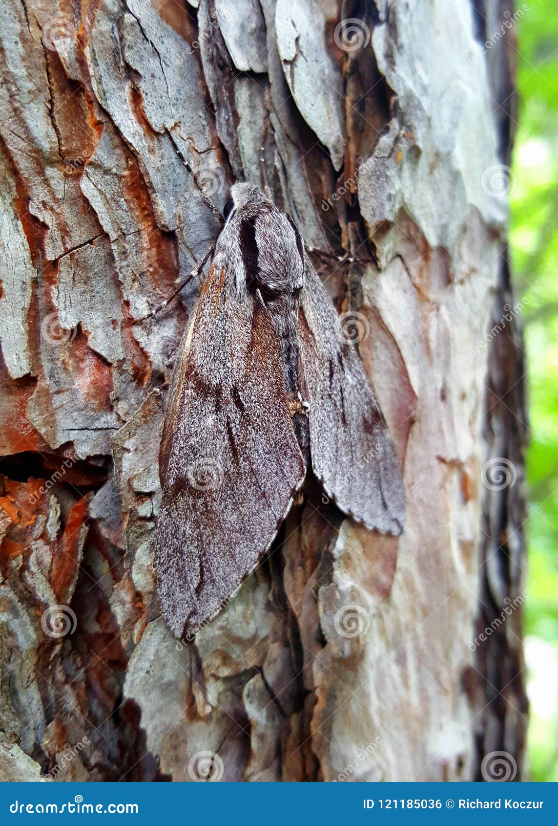 Pine Hawk-moth Mimicry on a Tree Stock Photo - Image of fauna, bark ...