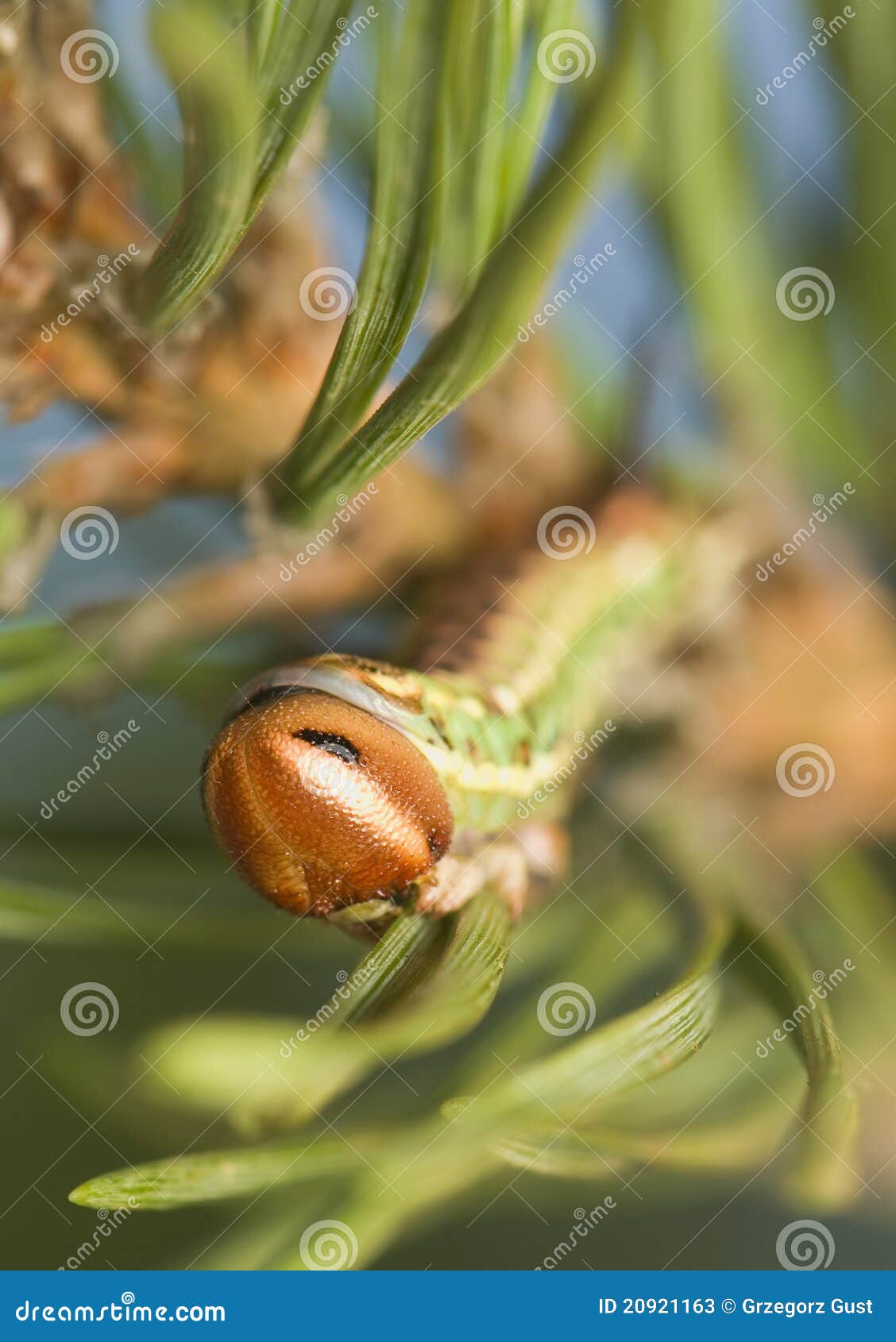 Sphinx Pinastri Syn. Hyloicus Pinastri Stock Image - Image of ...