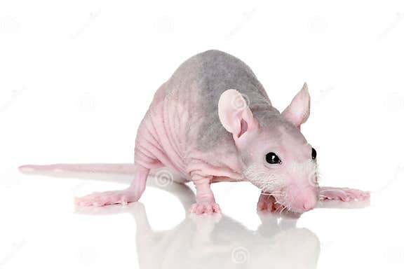 Sphinx rat stock image. Image of ears, vermin, rodent - 20108705