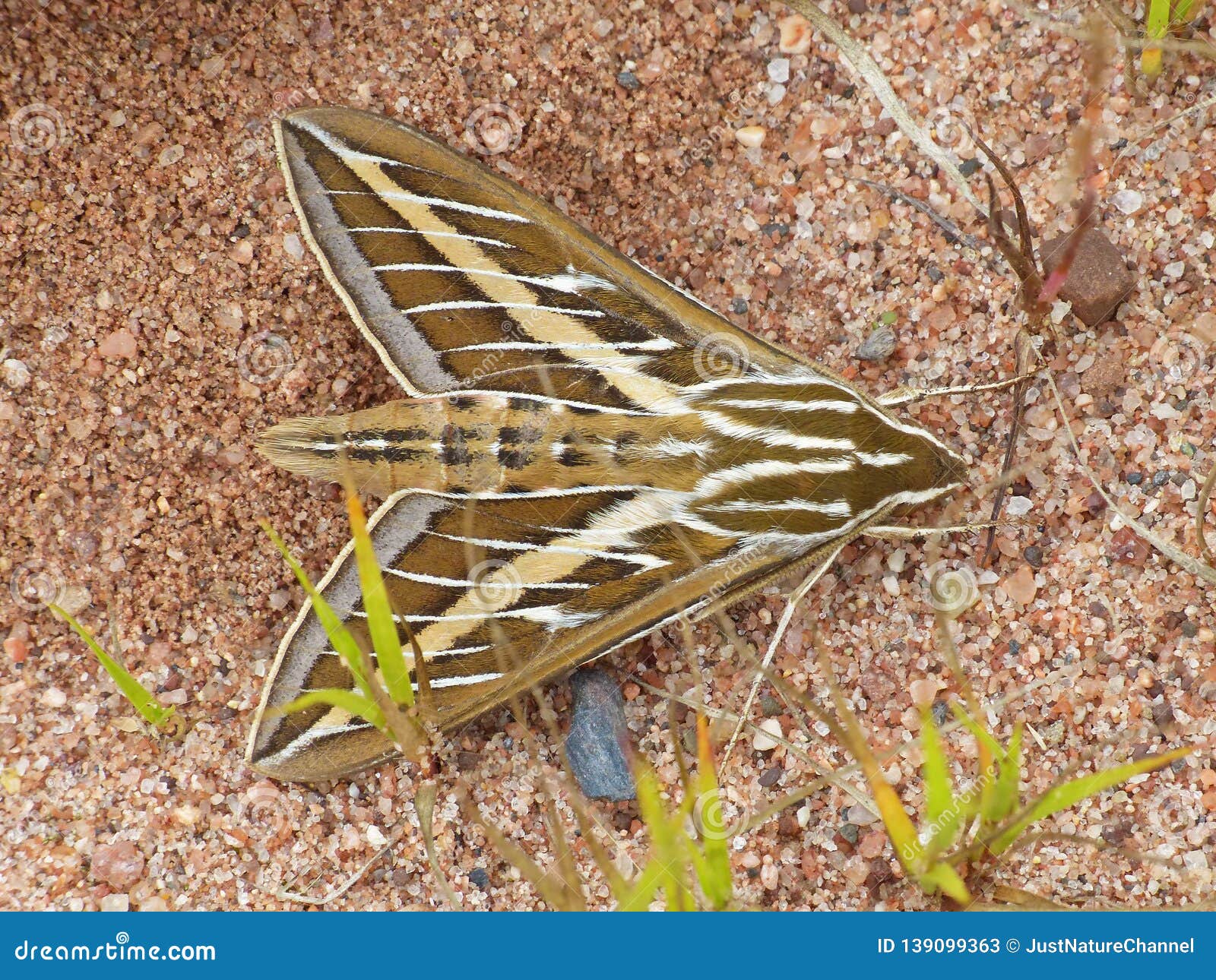 Sphix Moth on Sand stock image. Image of pink, closeup - 139099363
