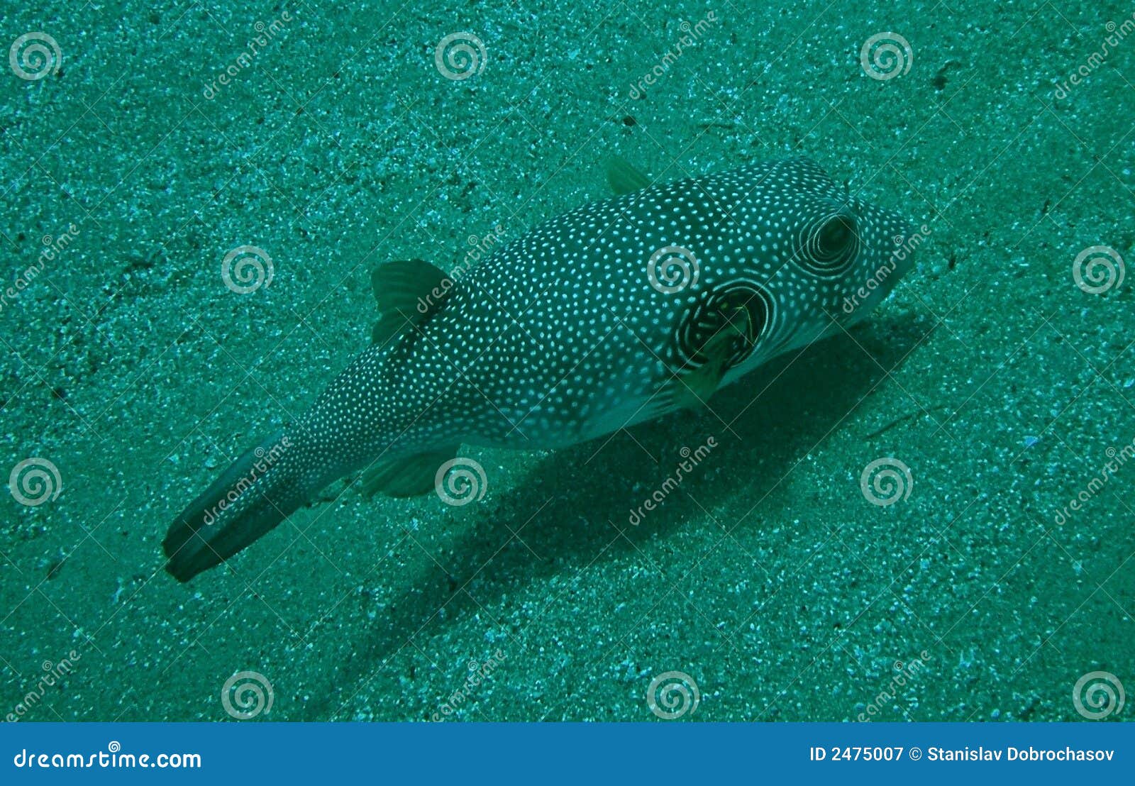 Sphoeroides swellfish stock image. Image of thislegorm - 2475007