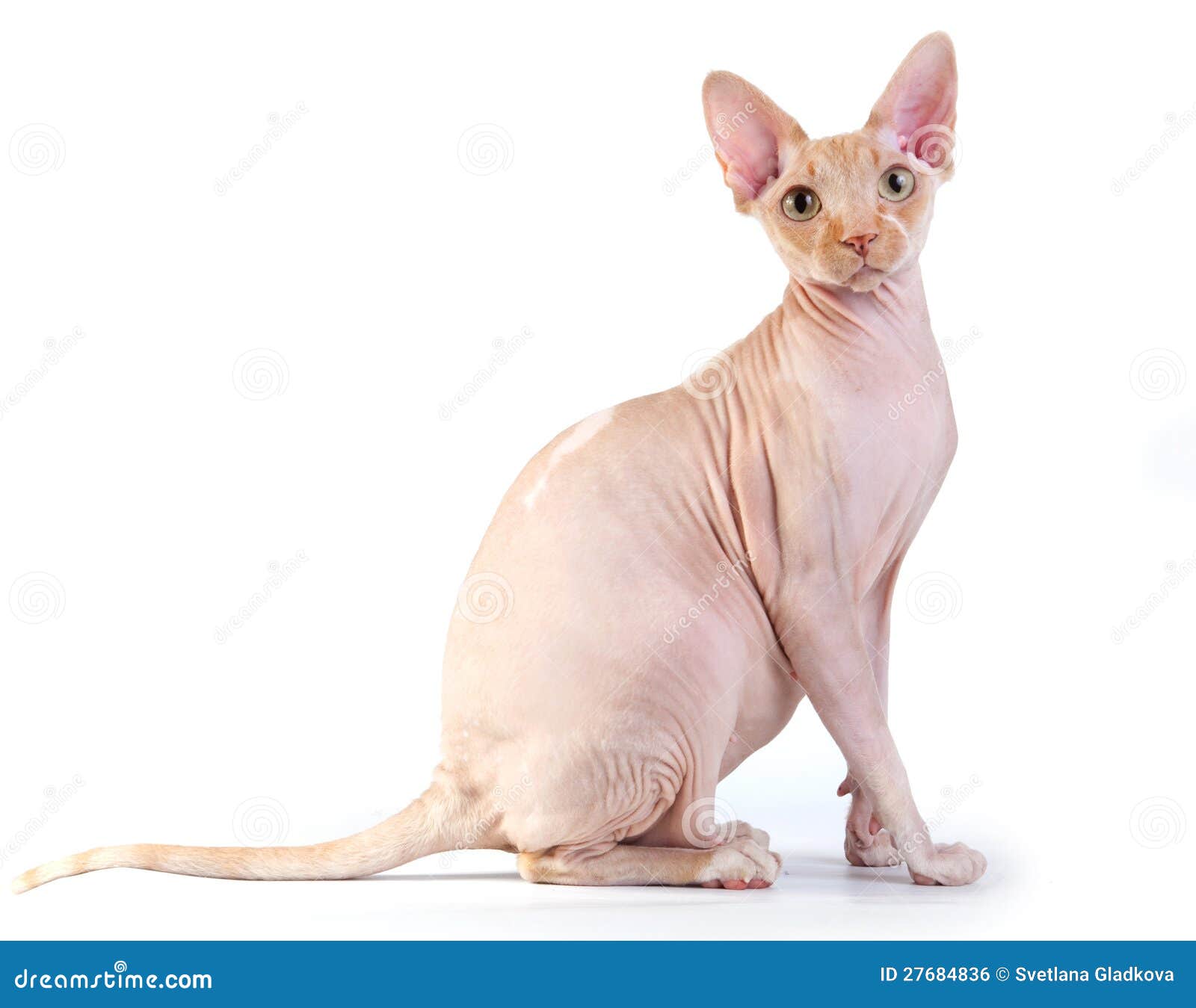 Sphynx Canadiense En El Fondo Blanco Foto de archivo - Imagen de ...