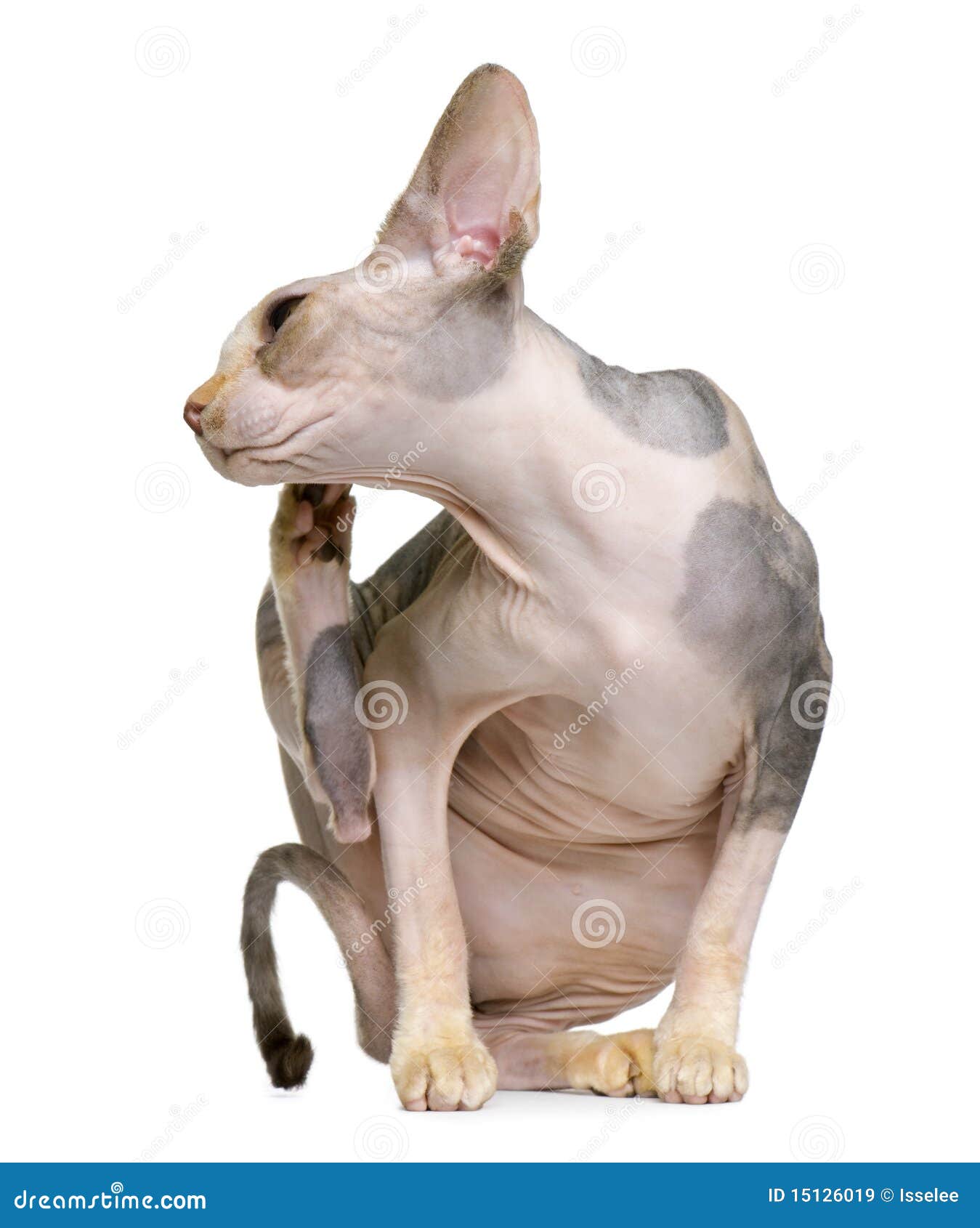 265 Cat Itching Stock Photos - Free & Royalty-Free Stock Photos from ...