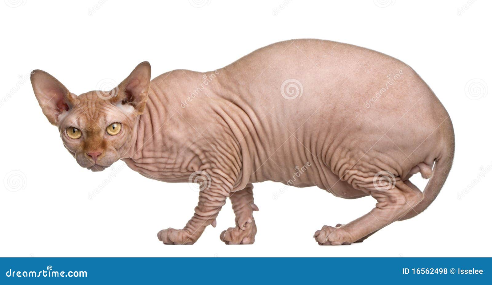 Sphynx Cat, 8 Months Old, Standing Royalty Free Stock Photos - Image ...