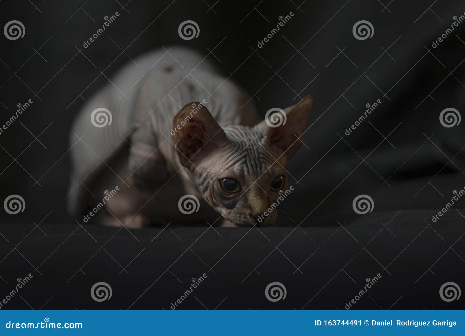 Sphynx Cat in Attack Position Stock Image - Image of pedigree, fear ...
