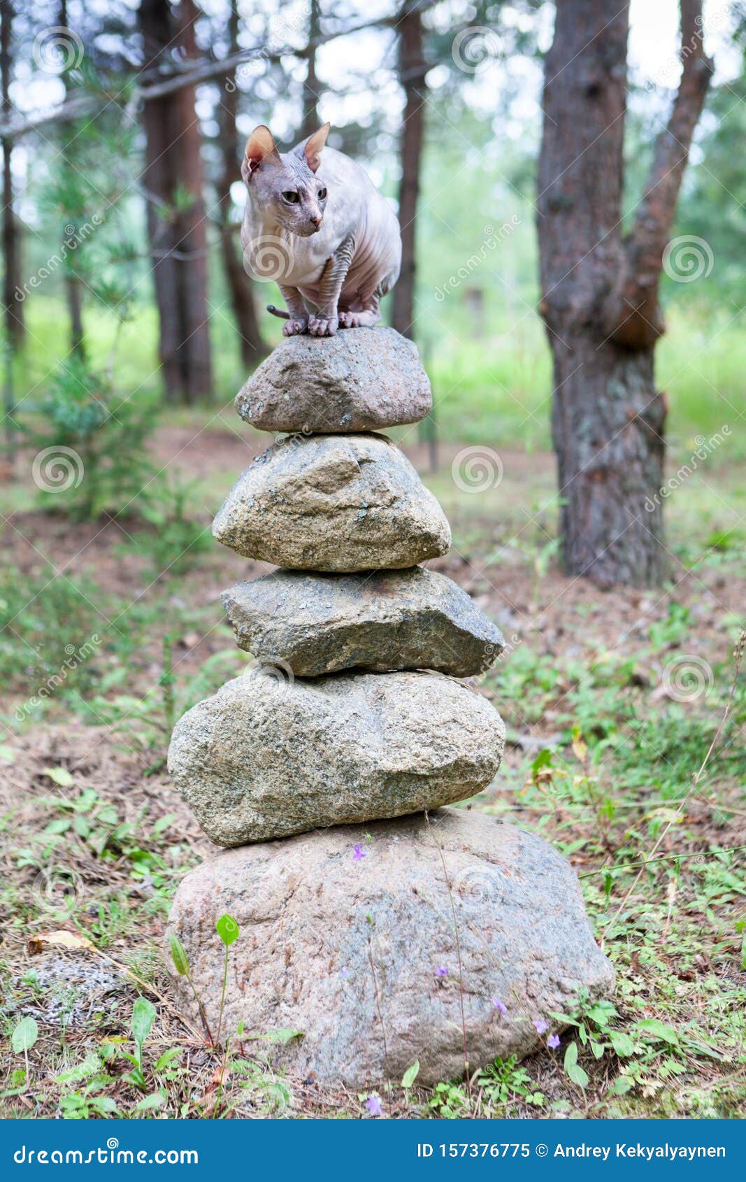 Sphynx Cat Balancing on Top of Stone Pyramid in Evergreen Forest Stock ...
