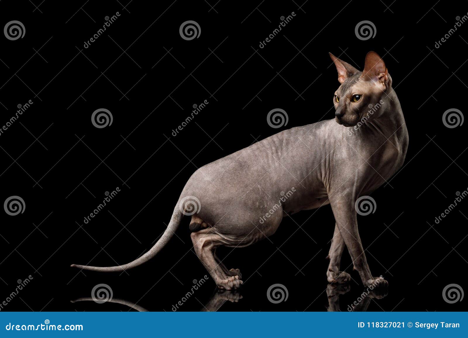 Sphynx Cat on Black Background Stock Image - Image of feline, indoors ...