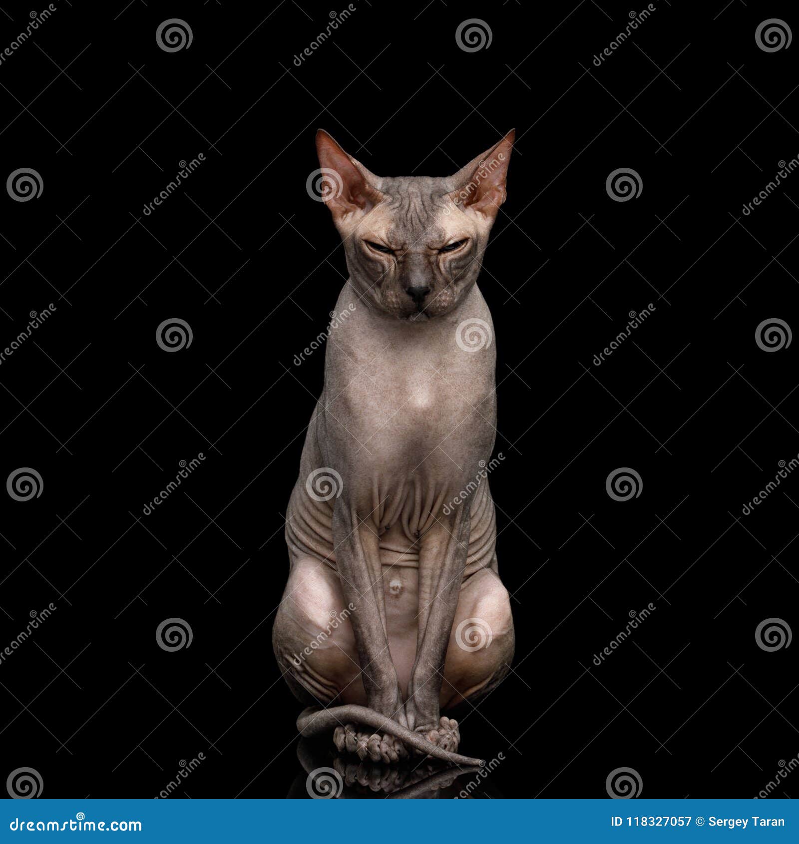 Sphynx Cat on Black Background Stock Image - Image of dark, close ...