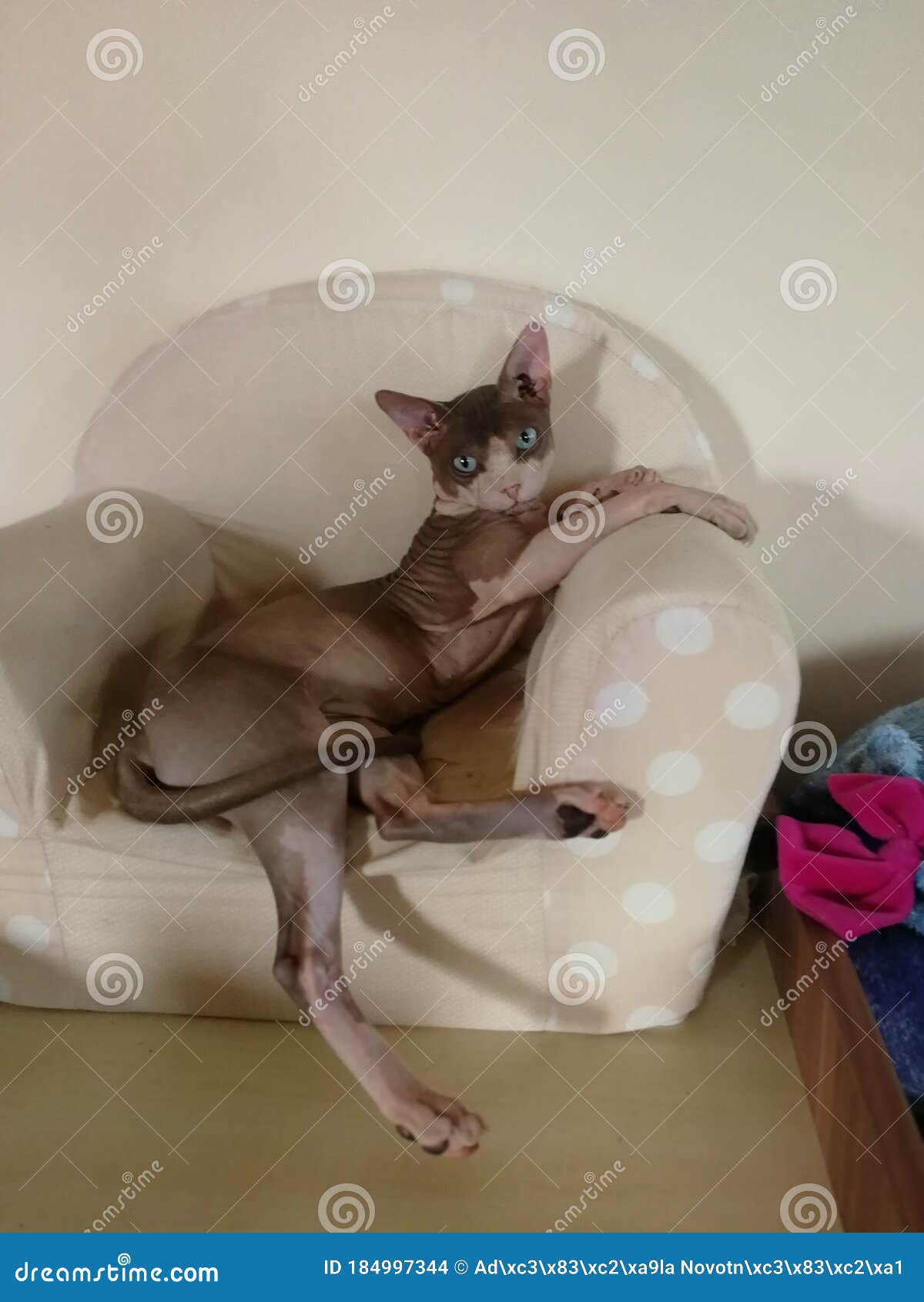 2,106 Chill Cat Stock Photos - Free & Royalty-Free Stock Photos from ...