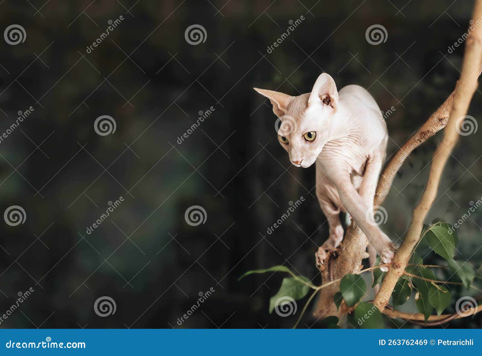 Sphynx Cat Climbing on Tree Branch Inside in Front of Defocused Window ...