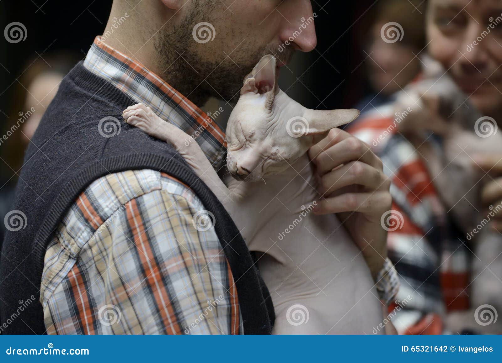 Sphynx Cat Cuddling with Owner Editorial Photography - Image of view ...