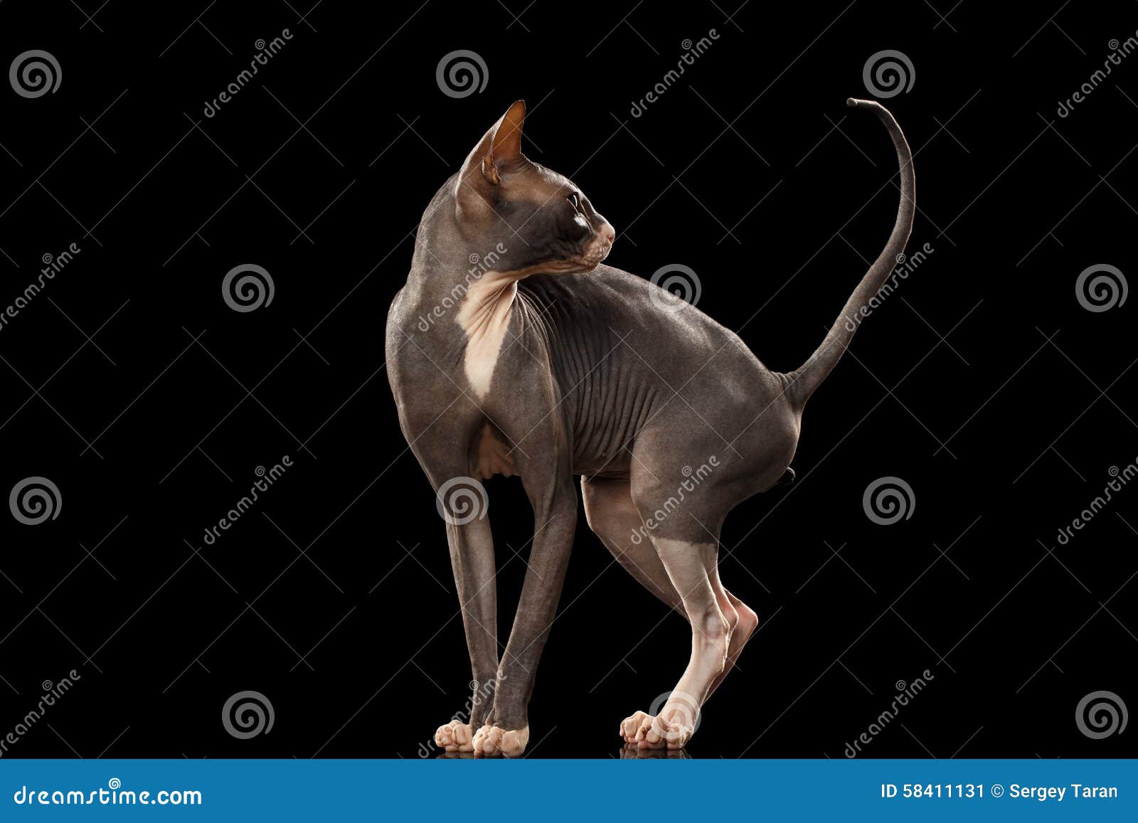 Sphynx Cat Funny Standing And Looking Back Isolated On Black Royalty ...