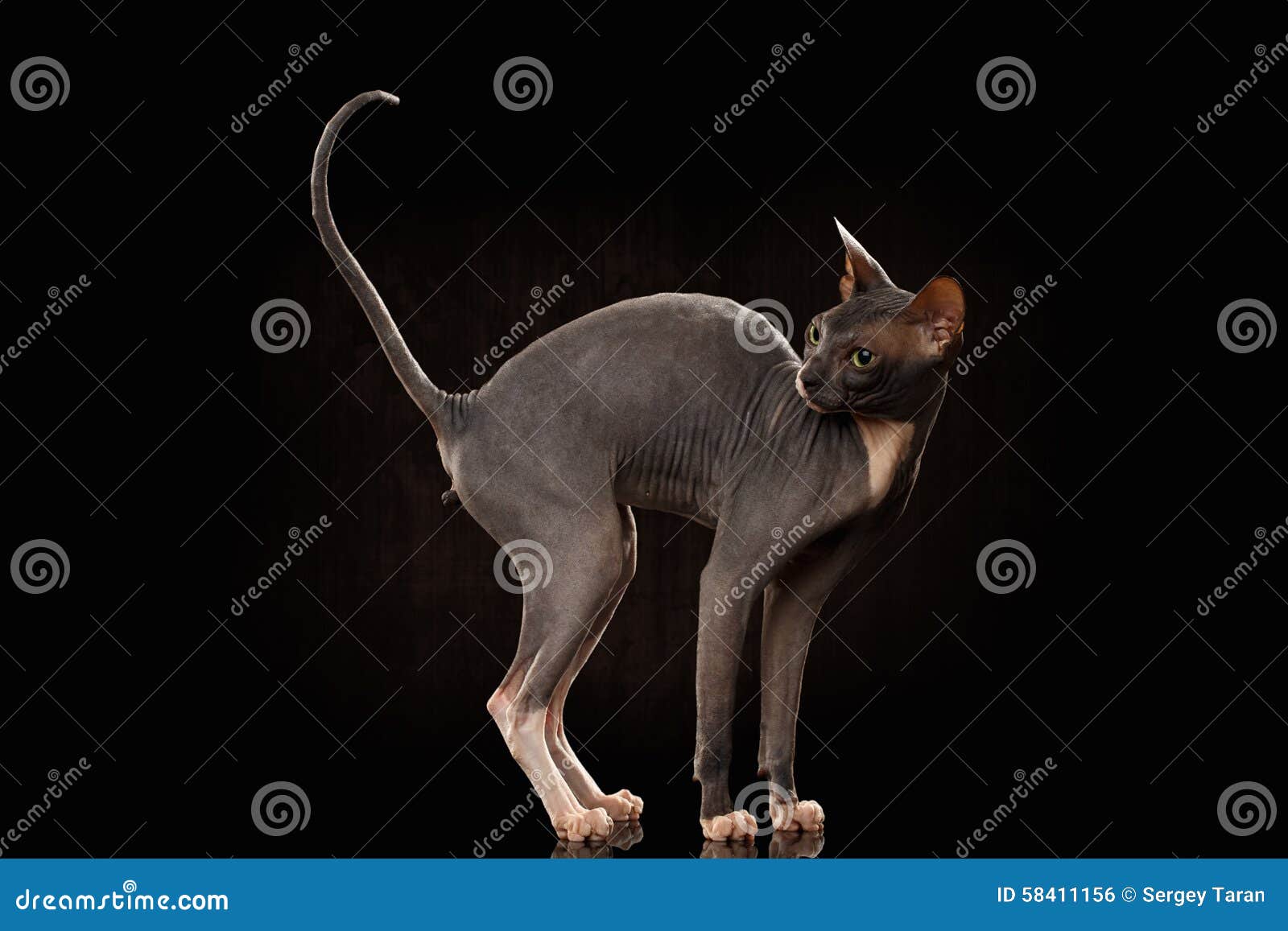 Sphynx Cat Funny Standing and Looking Back Isolated on Black Stock ...