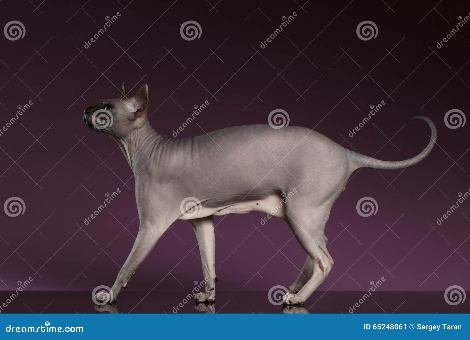 Sphynx Cat Funny Standing And Looking Back Isolated On Black Royalty ...