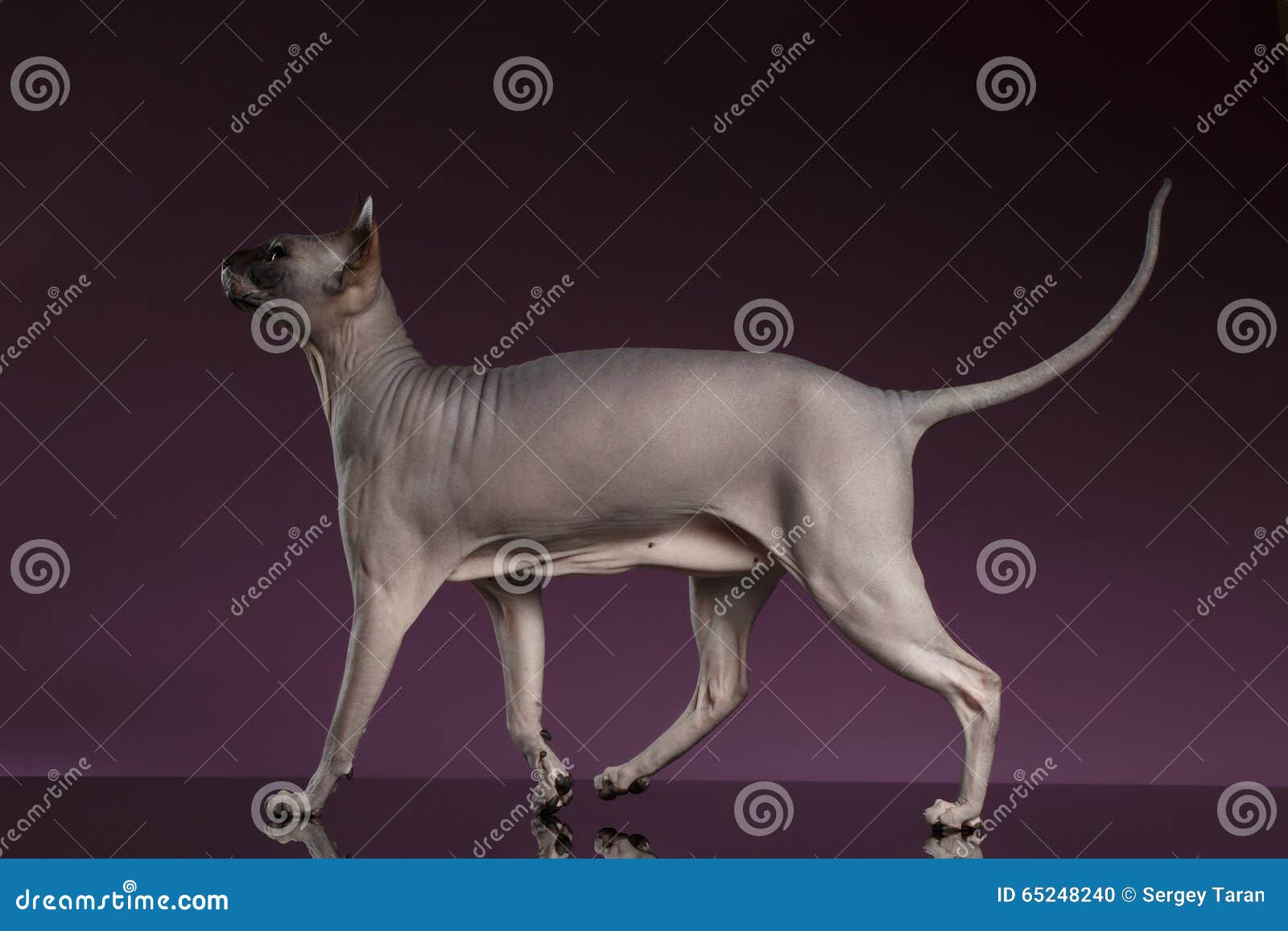 Sphynx Cat Funny Standing And Looking Back Isolated On Black Royalty ...
