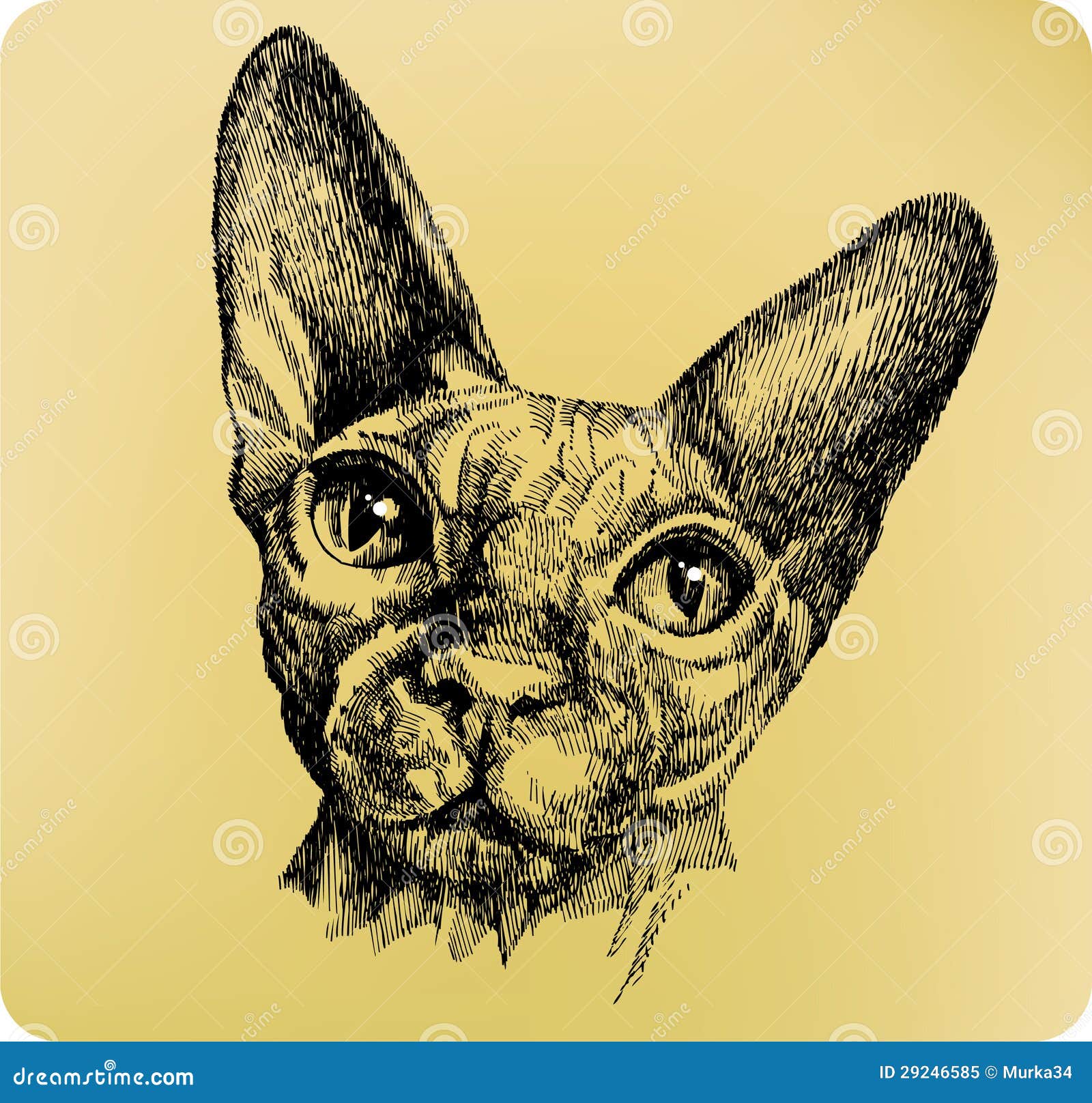 Sphynx Cat, Hand Drawing, Vector. Stock Vector - Illustration of ...