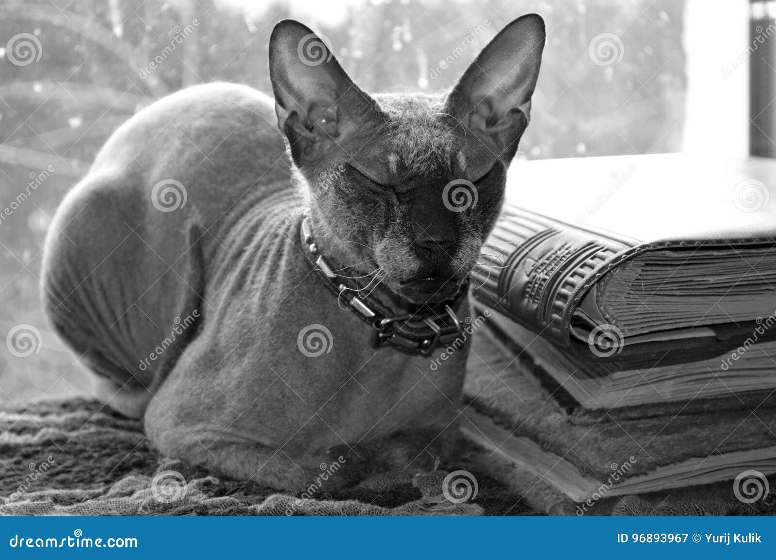 Sphynx cat stock image. Image of rays, sunset, windowsill - 96893967