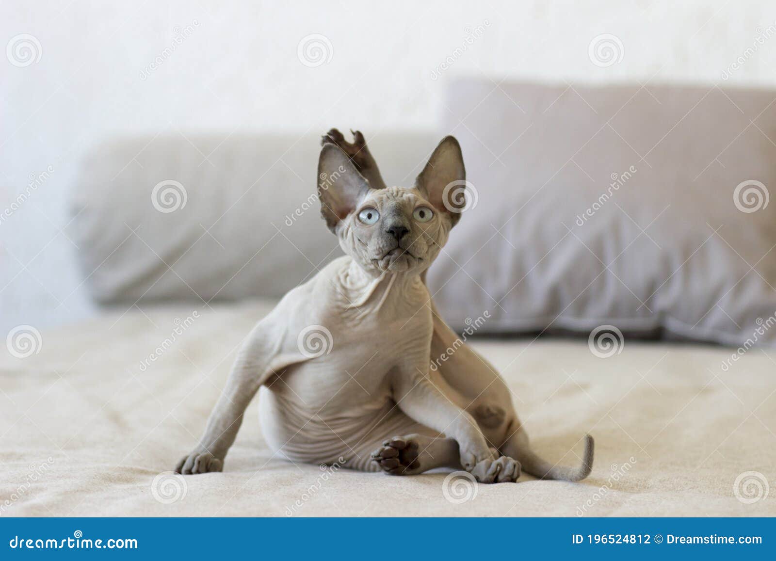 Sphynx Cat is in Interesting Position in His House. Stock Photo - Image ...
