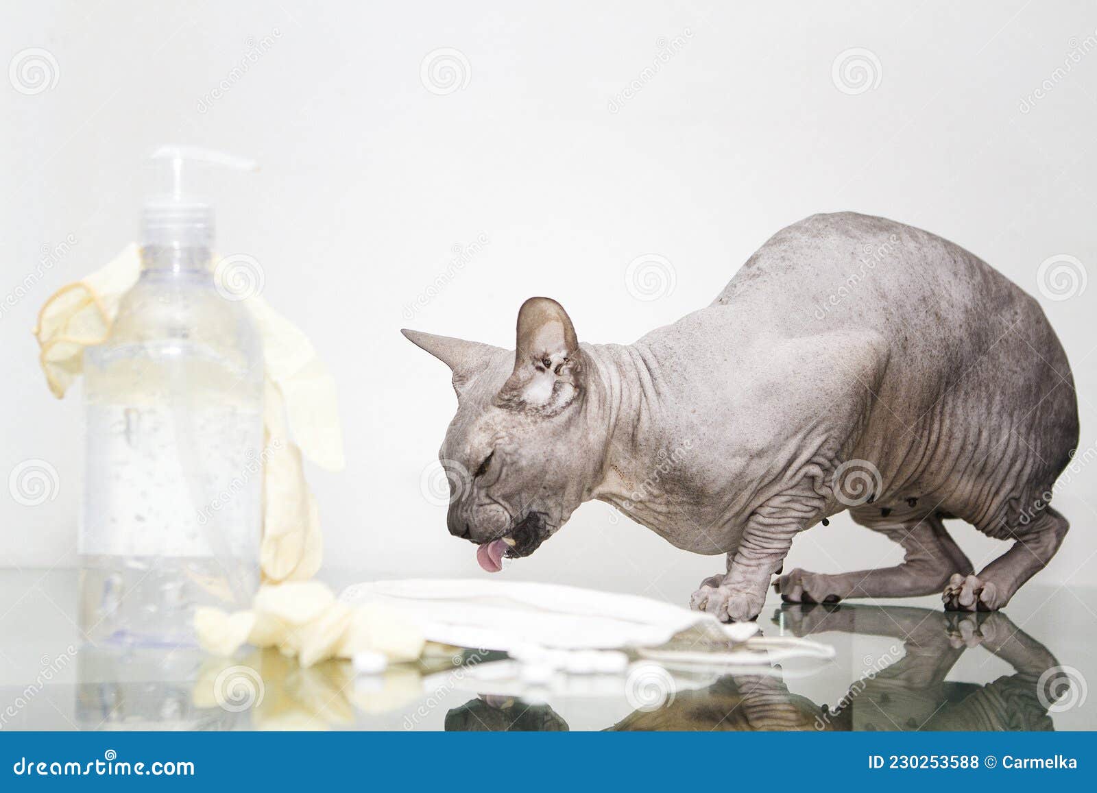 Sphynx Cat,kitty in White Background Stock Photo - Image of canadian ...