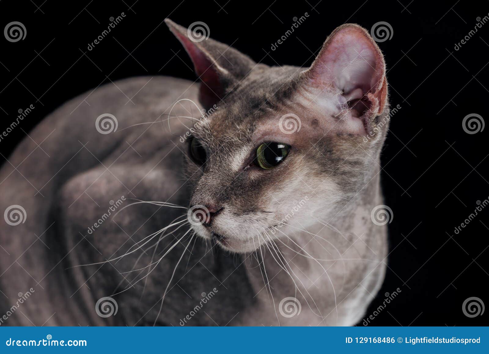 Sphynx Cat with Long Whiskers Looking Away Stock Photo - Image of ...