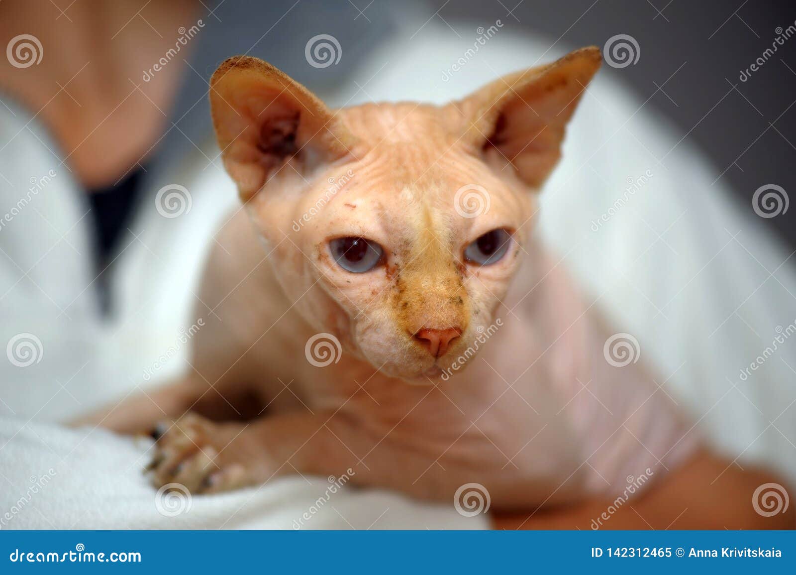 Sphynx Cat in Poor Condition Stock Image - Image of eyes, kitten: 142312465