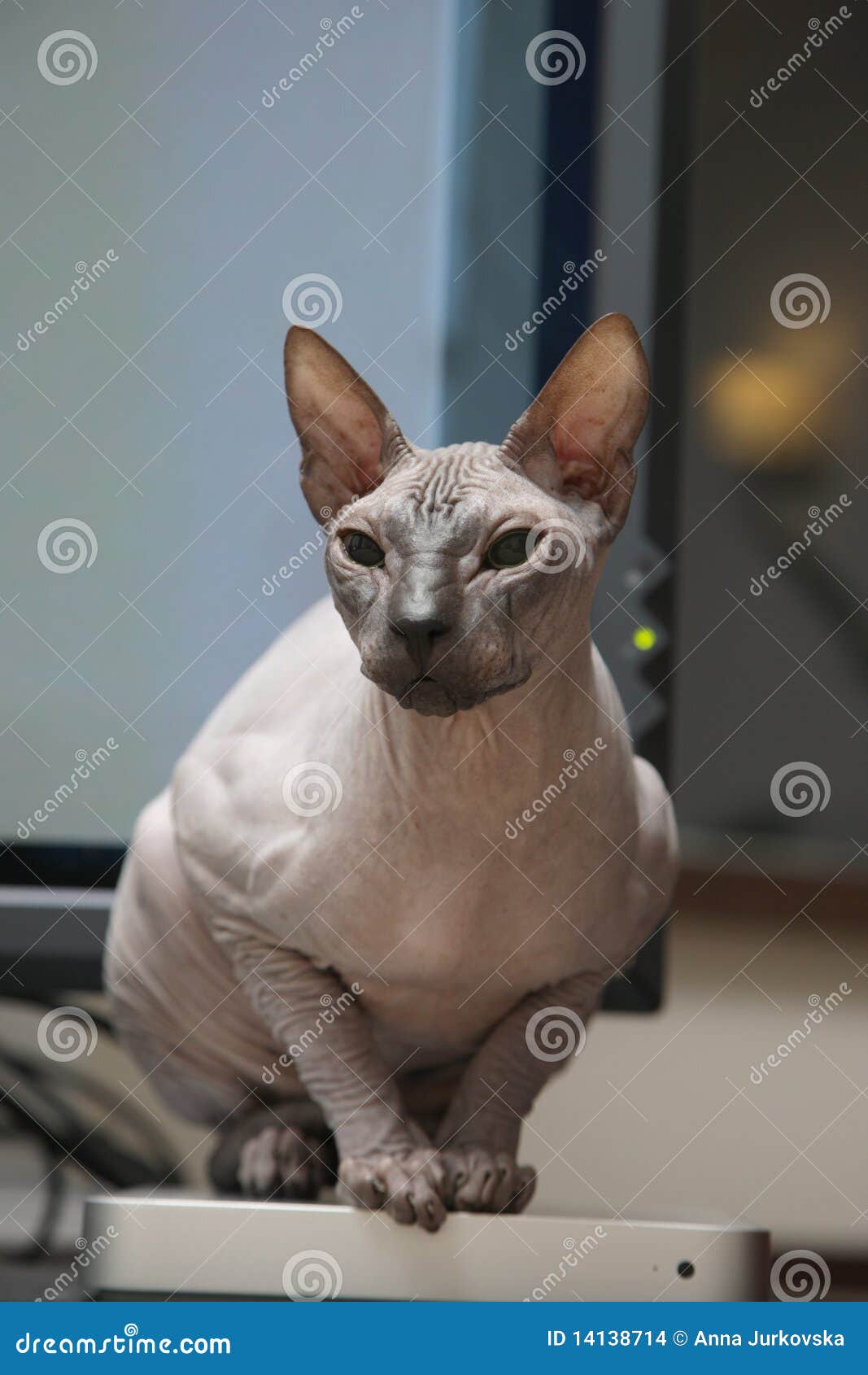 Sphynx cat portrait stock photo. Image of bold, alergic - 14138714