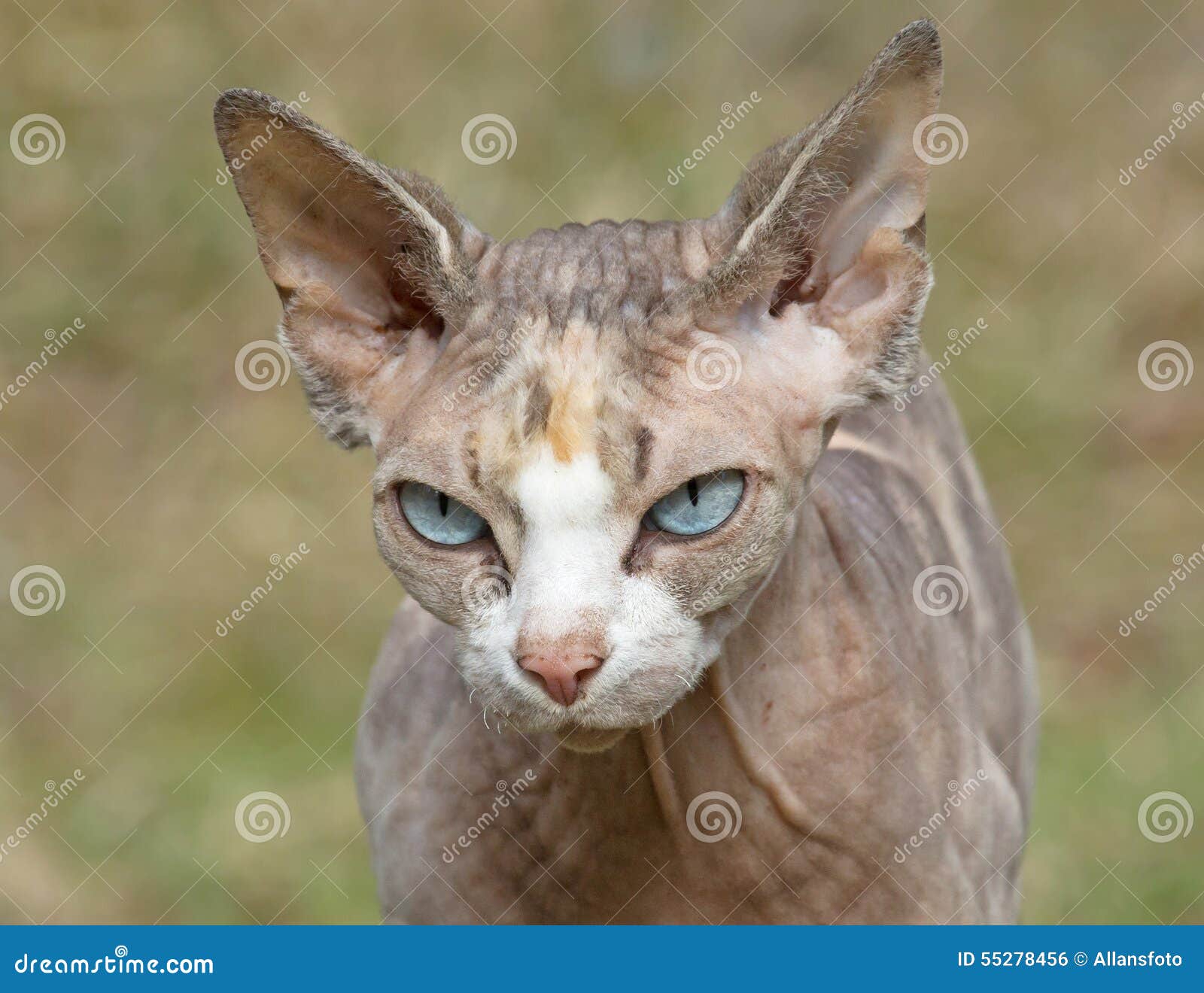 Sphynx Cat, a Small Furless Cat. Stock Photo - Image of elegance ...