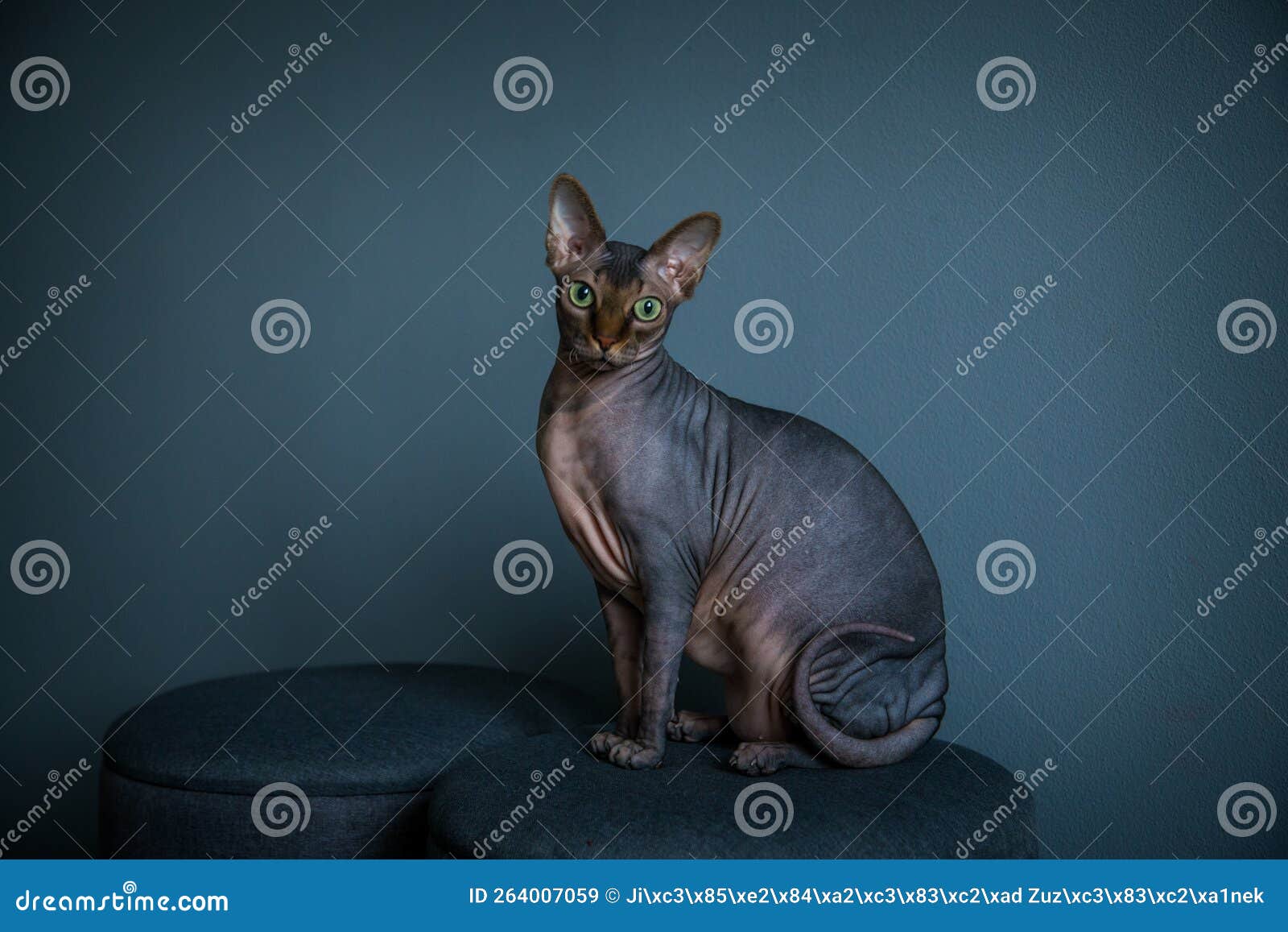 Sphynx Cat Portrait on Sofa Stock Image - Image of kitty, young: 264007059