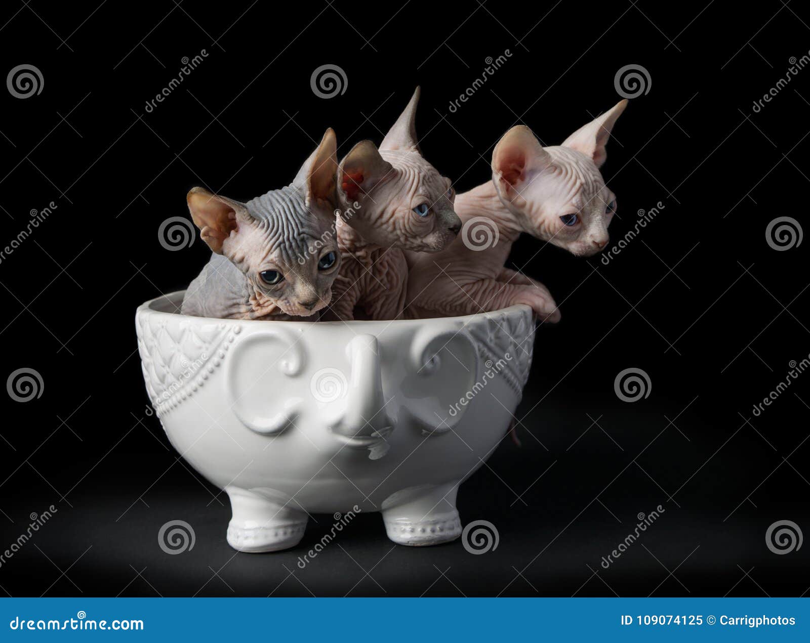 Sphynx Cat Posing Front of Camera. Stock Image - Image of cute, mammal ...