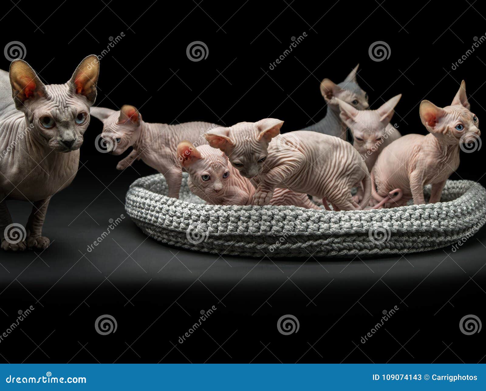 Sphynx Cat Posing Front of Camera. Stock Image - Image of camera, pose ...