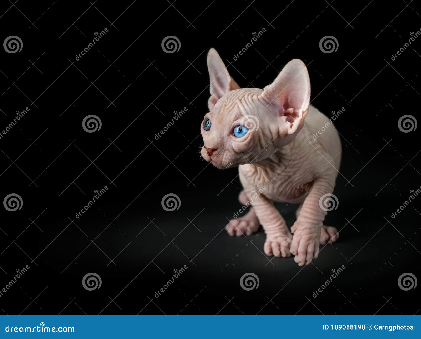 Sphynx Cat Posing Front of Camera. Stock Photo - Image of kitten, pose ...