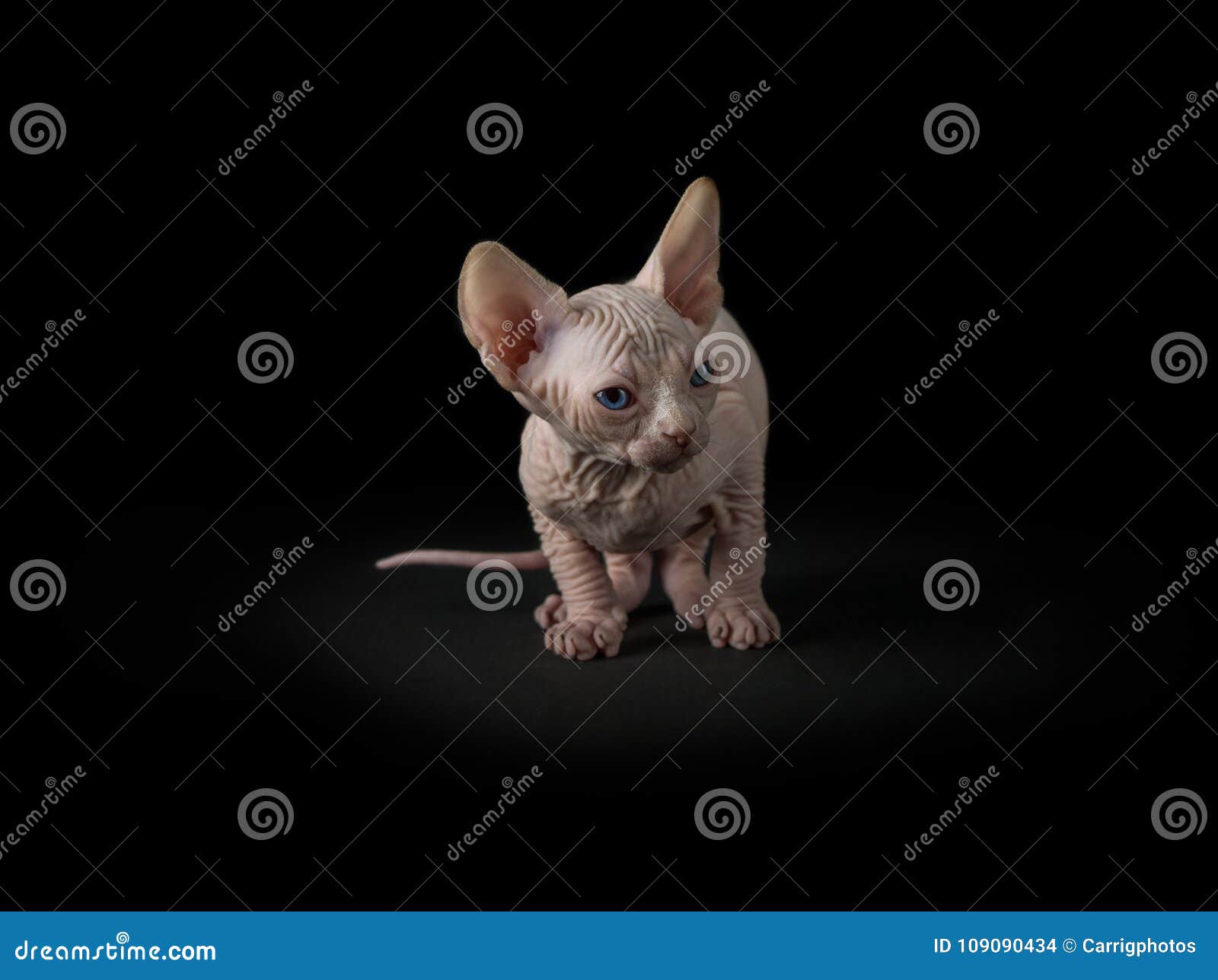 Sphynx Cat Posing Front of Camera. Stock Photo - Image of sphynx ...