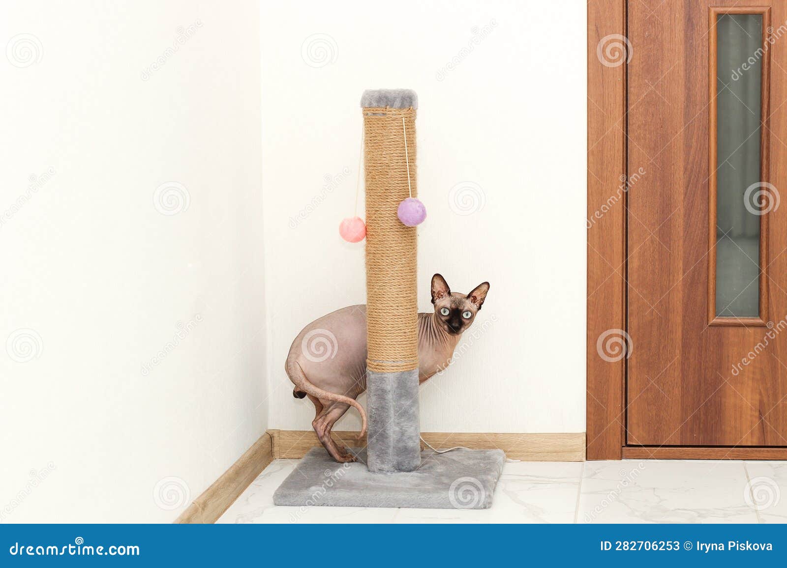 Sphynx Cat Scratching and Sharpening Claws on a Special Board Stock ...