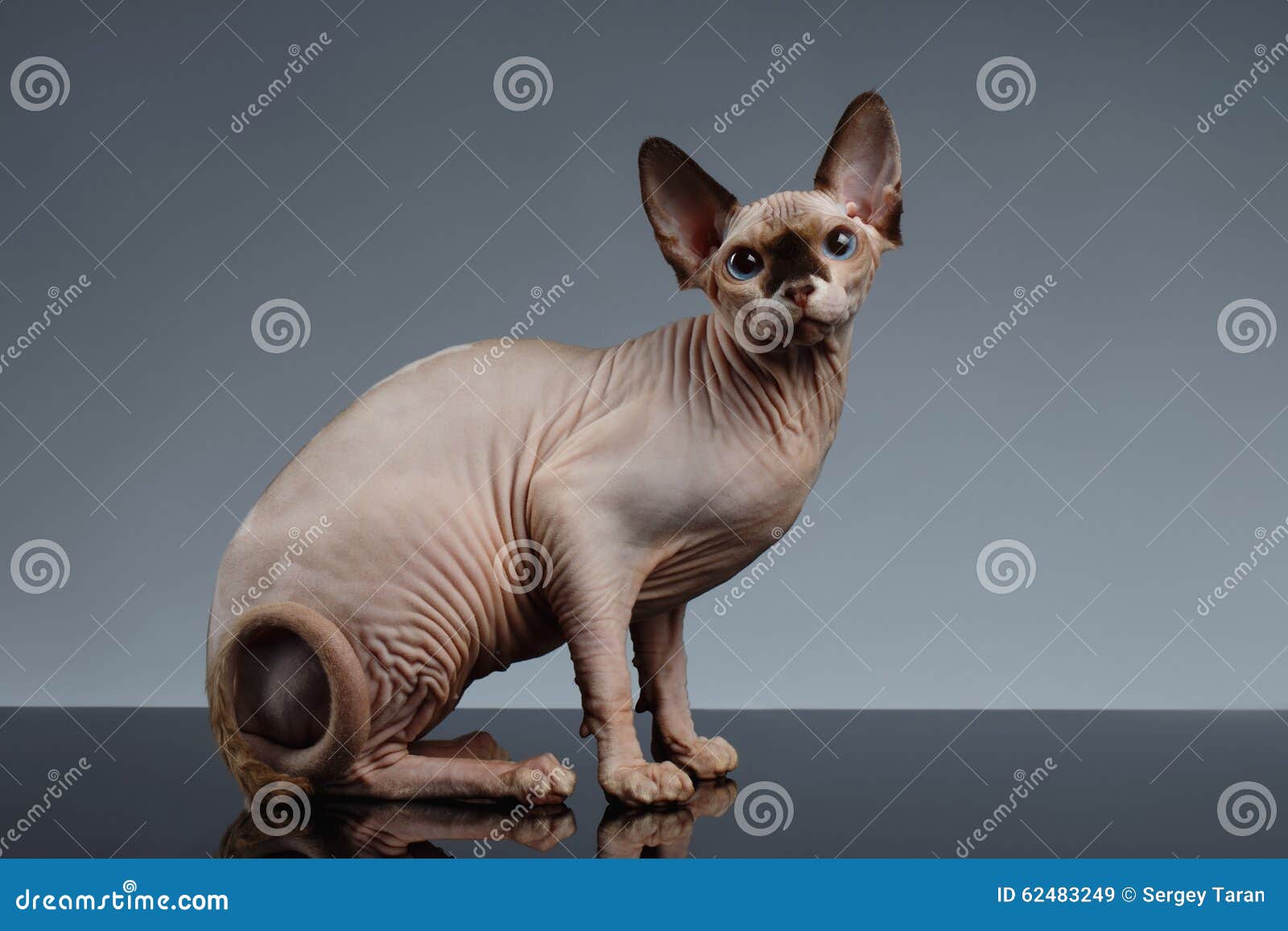 Sphynx Cat Sits in Front View on Black Stock Image - Image of hairless ...