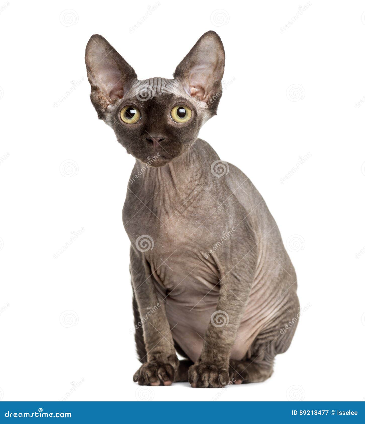 Sphynx Cat Sitting, 5 Months Old, Isolated Stock Image - Image of shot ...