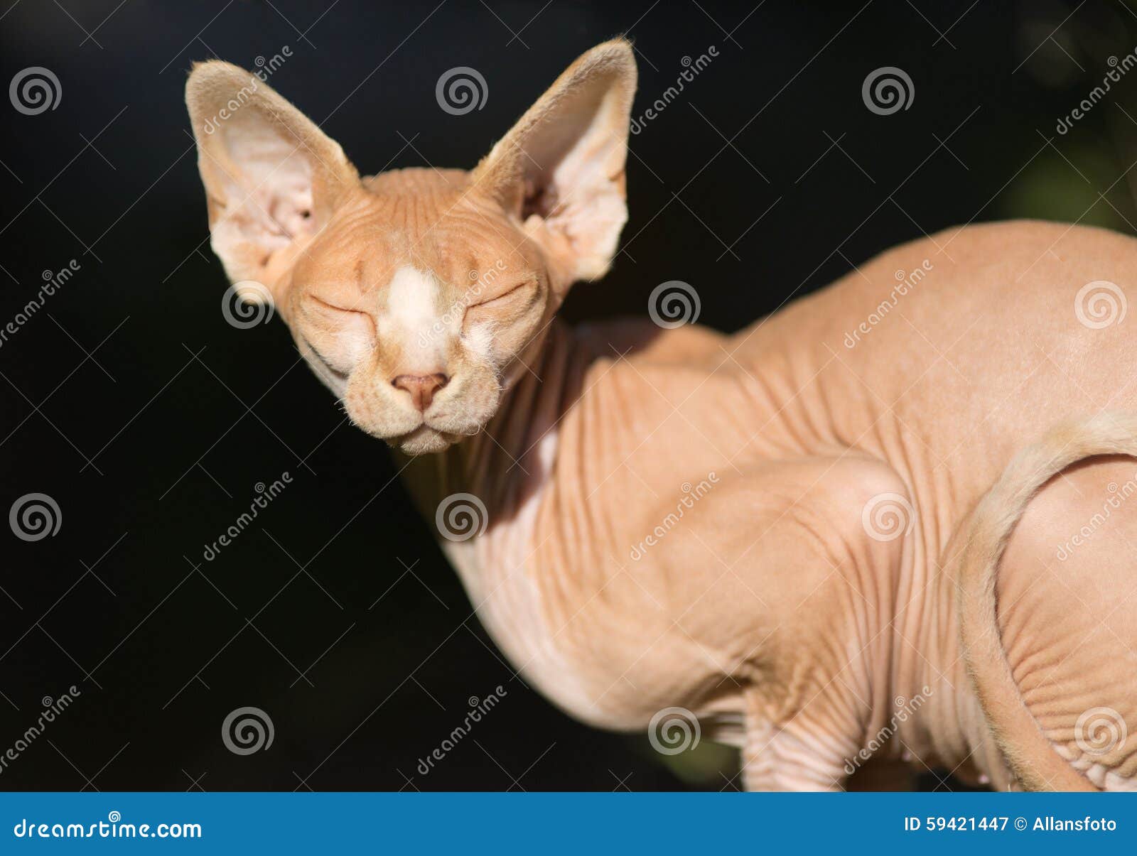 Sphynx cat stock image. Image of naked, outdoor, skin - 59421447