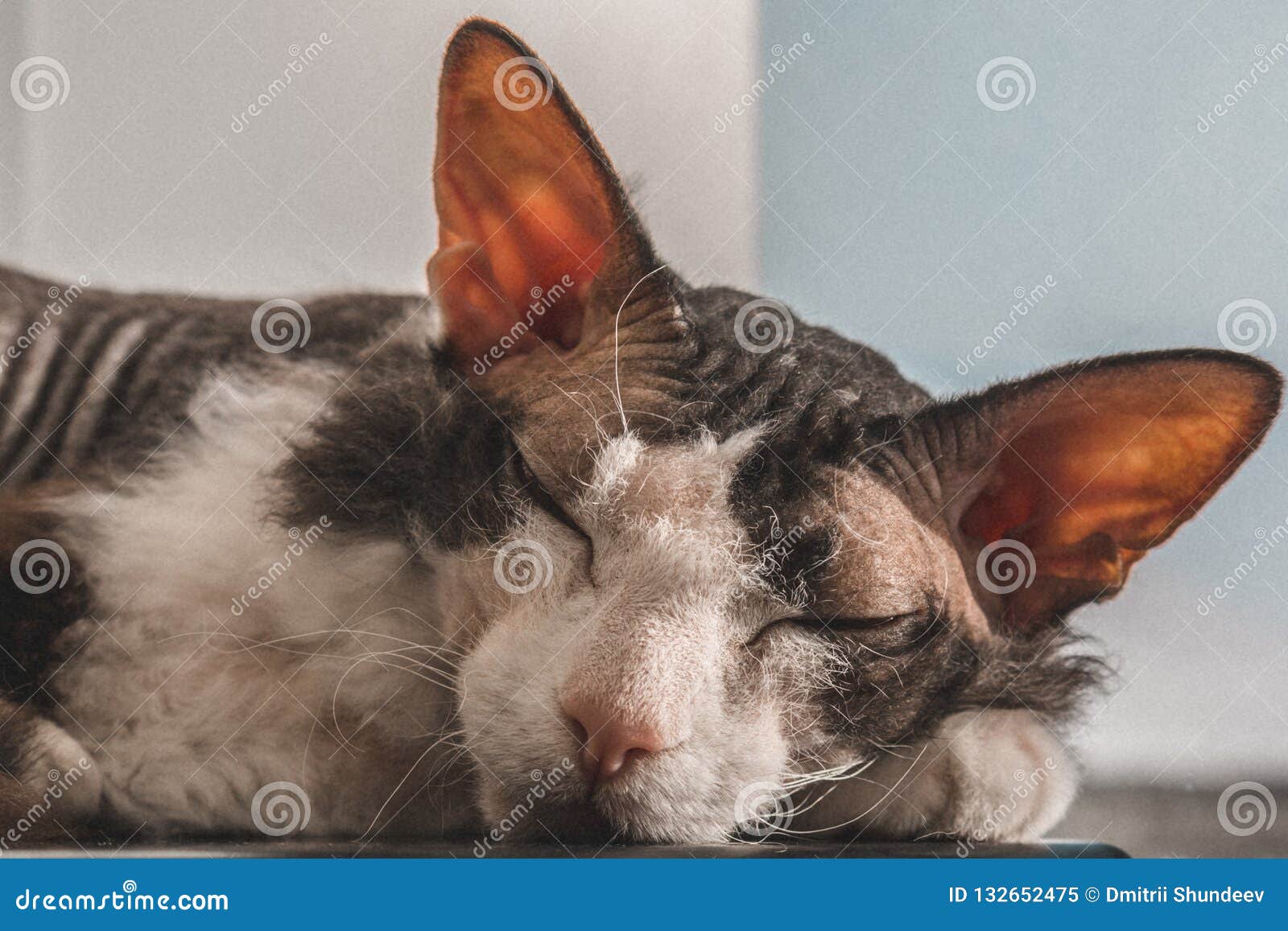 Sphynx Cat Sleeping in the Sun at White Background Stock Image - Image ...