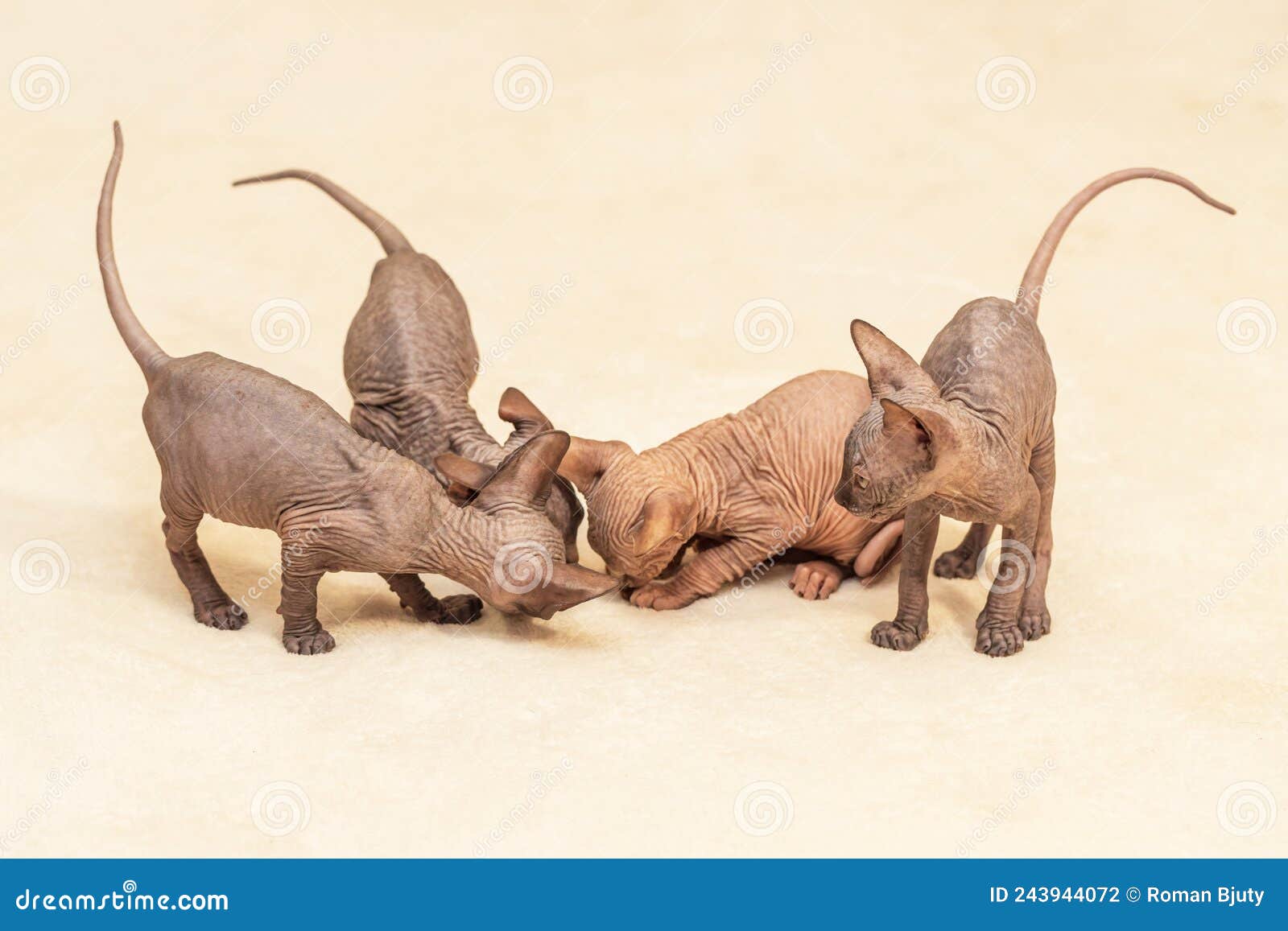 Sphynx Cat - a Small Two-month-old Kitten. Hairless Cat Breed Stock ...