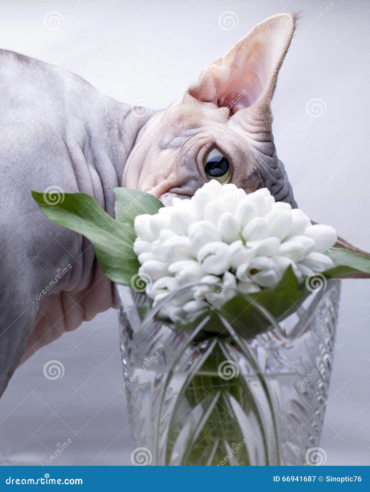 Sphynx cat sniffs snowdrop stock image. Image of flowers - 66941687