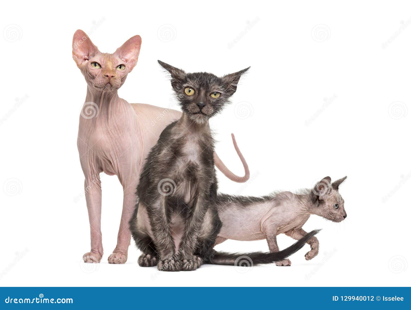 Sphynx Cat with Two Lykoi Kittens Stock Photo - Image of kittens, front ...