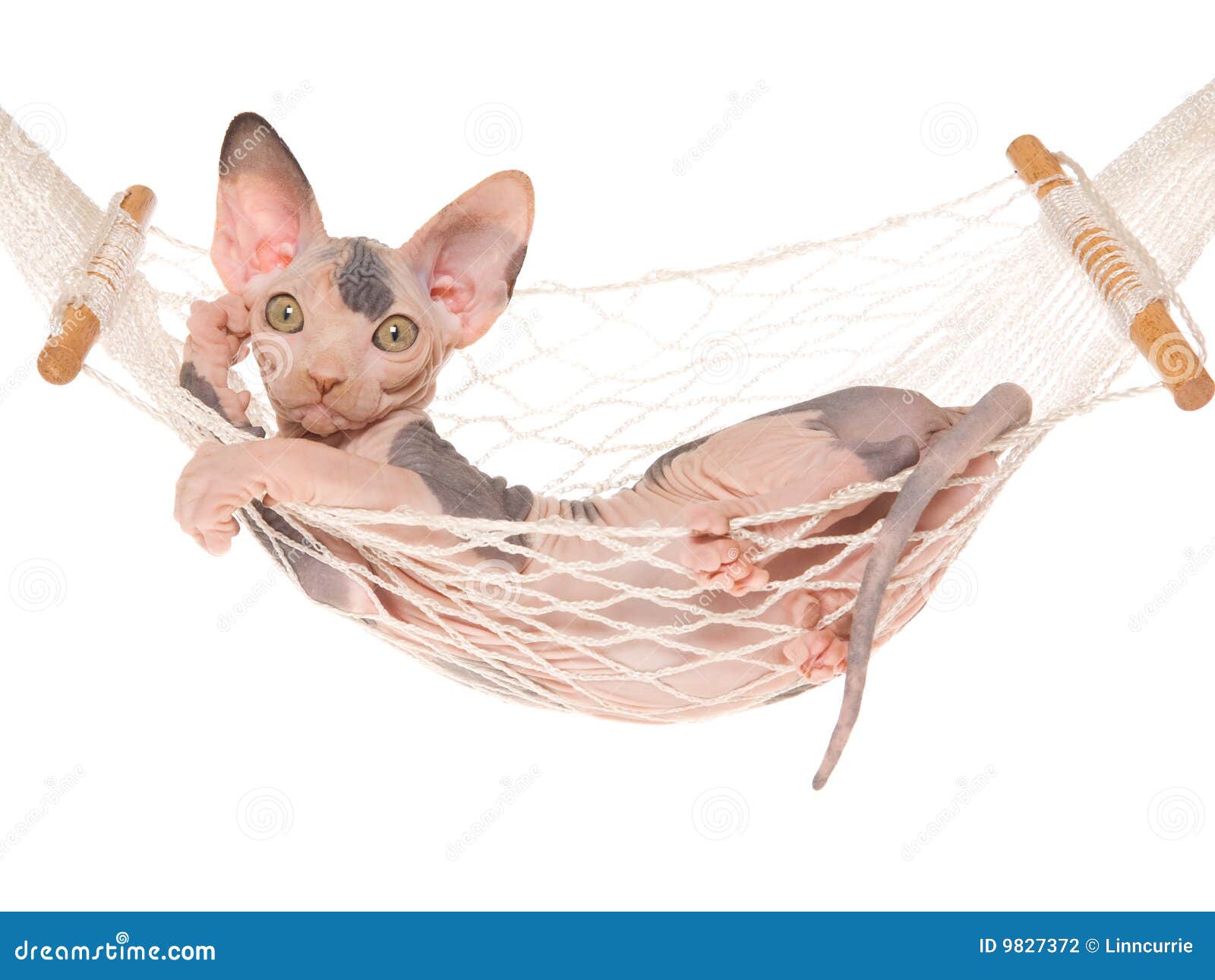 Sphynx Chauve Mignon Dans L'hamac Blanc Photo stock - Image du chat ...